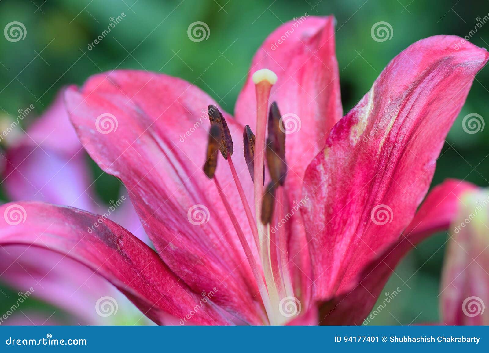 Macro Texture of Pink Colored Burgundy Lily in Horizontal Frame Stock ...