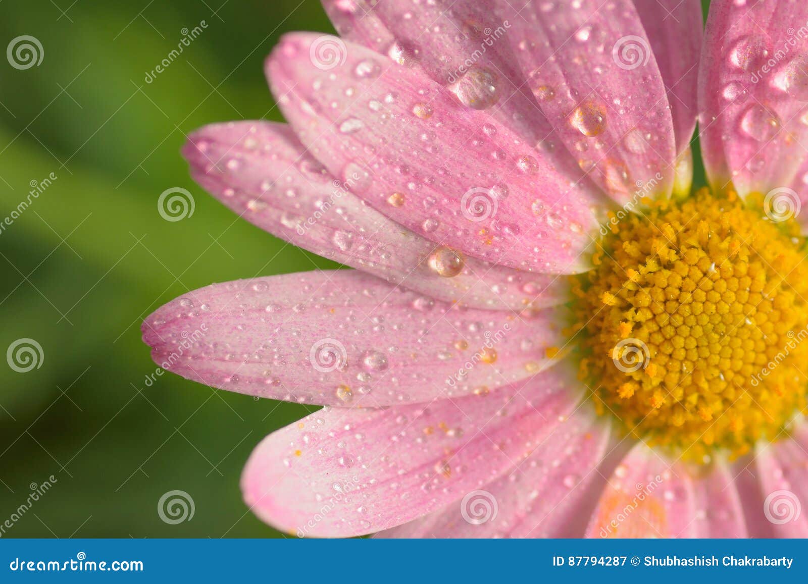 Macro Texture of Pink Colored Daisy Flower Surface with Water Droplets ...