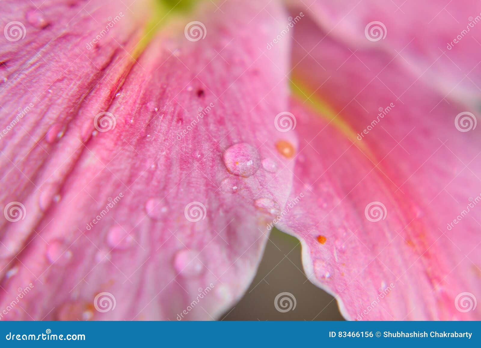 Macro Texture of Pink Colored Lily Surface with Water Droplets Stock ...