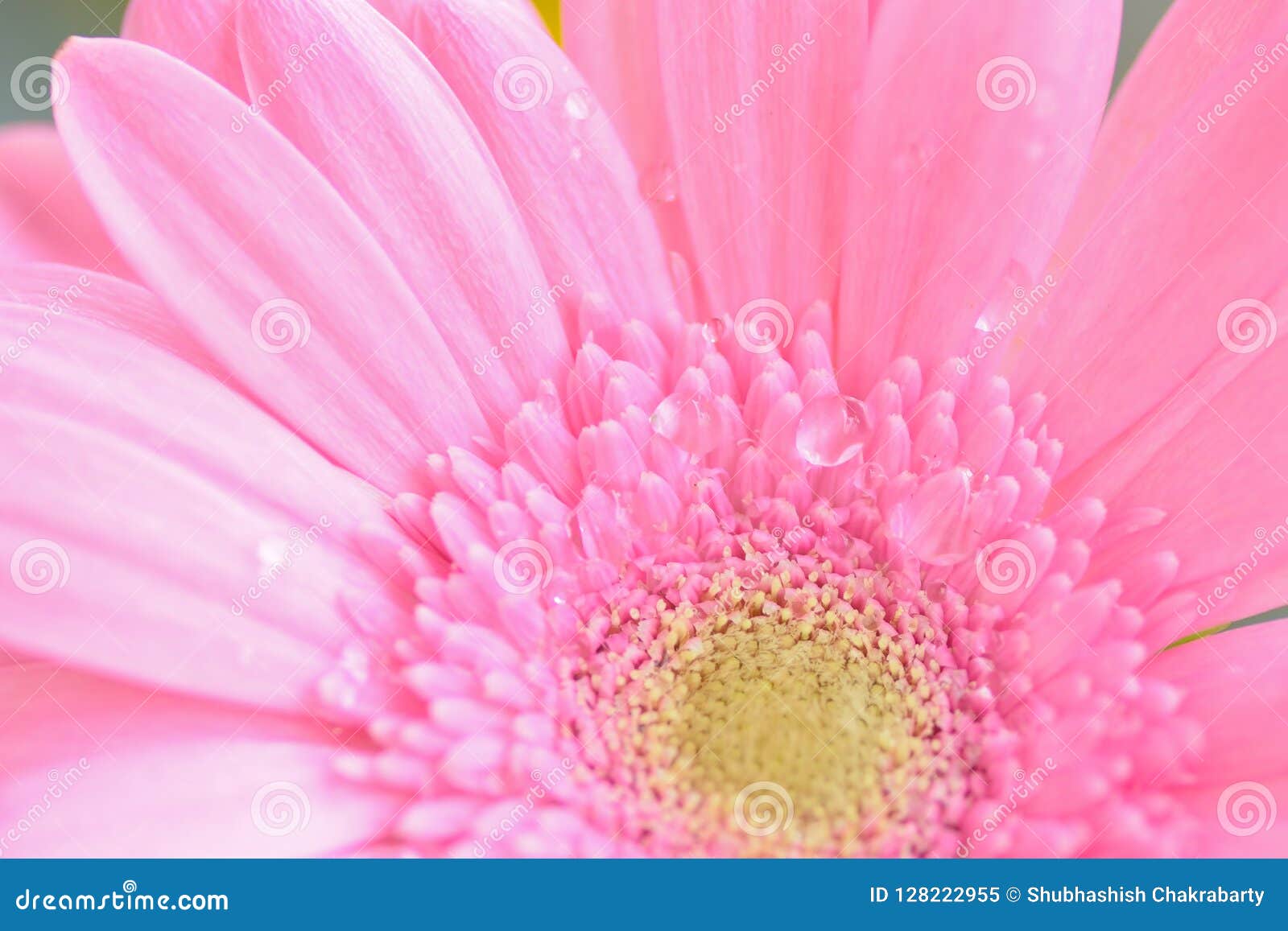 Macro Texture of Pink Daisy Flower with Water Droplets Stock Image ...