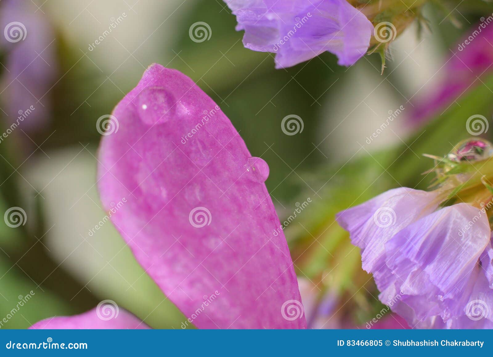 Macro Texture of Purple Flower Surface with Water Droplets Stock Image ...