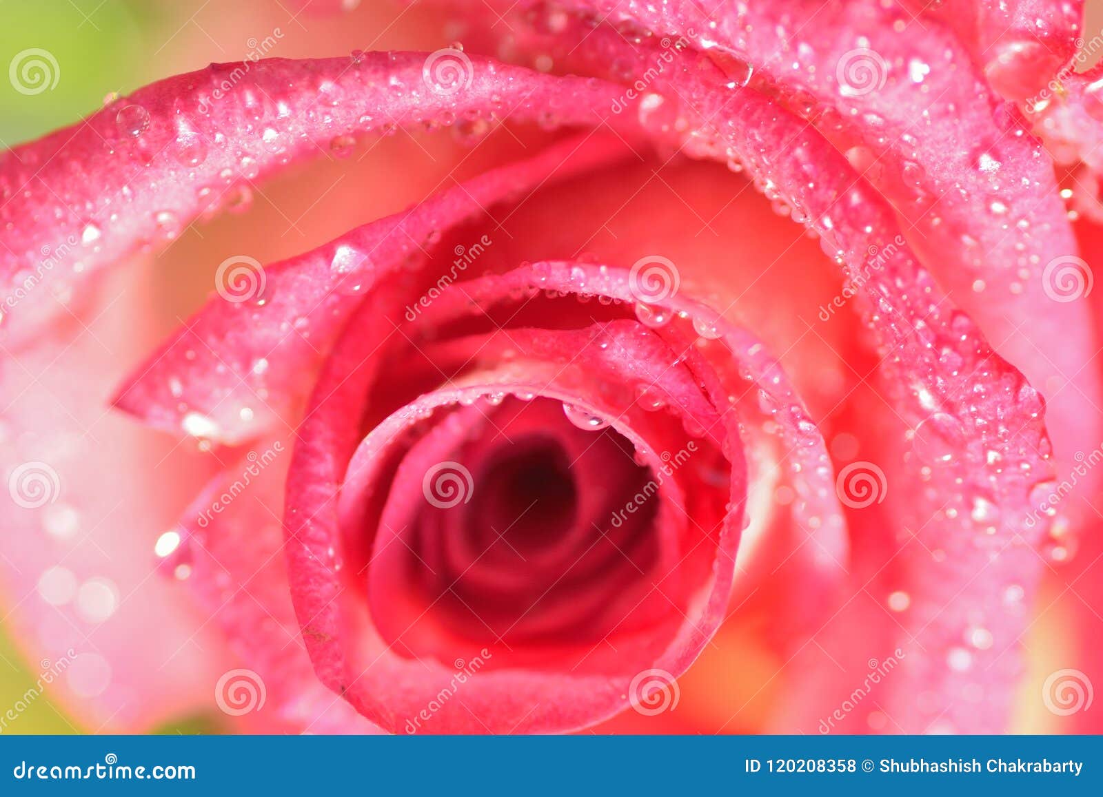 Macro Texture of Red Rose with Water Droplets Stock Photo - Image of ...