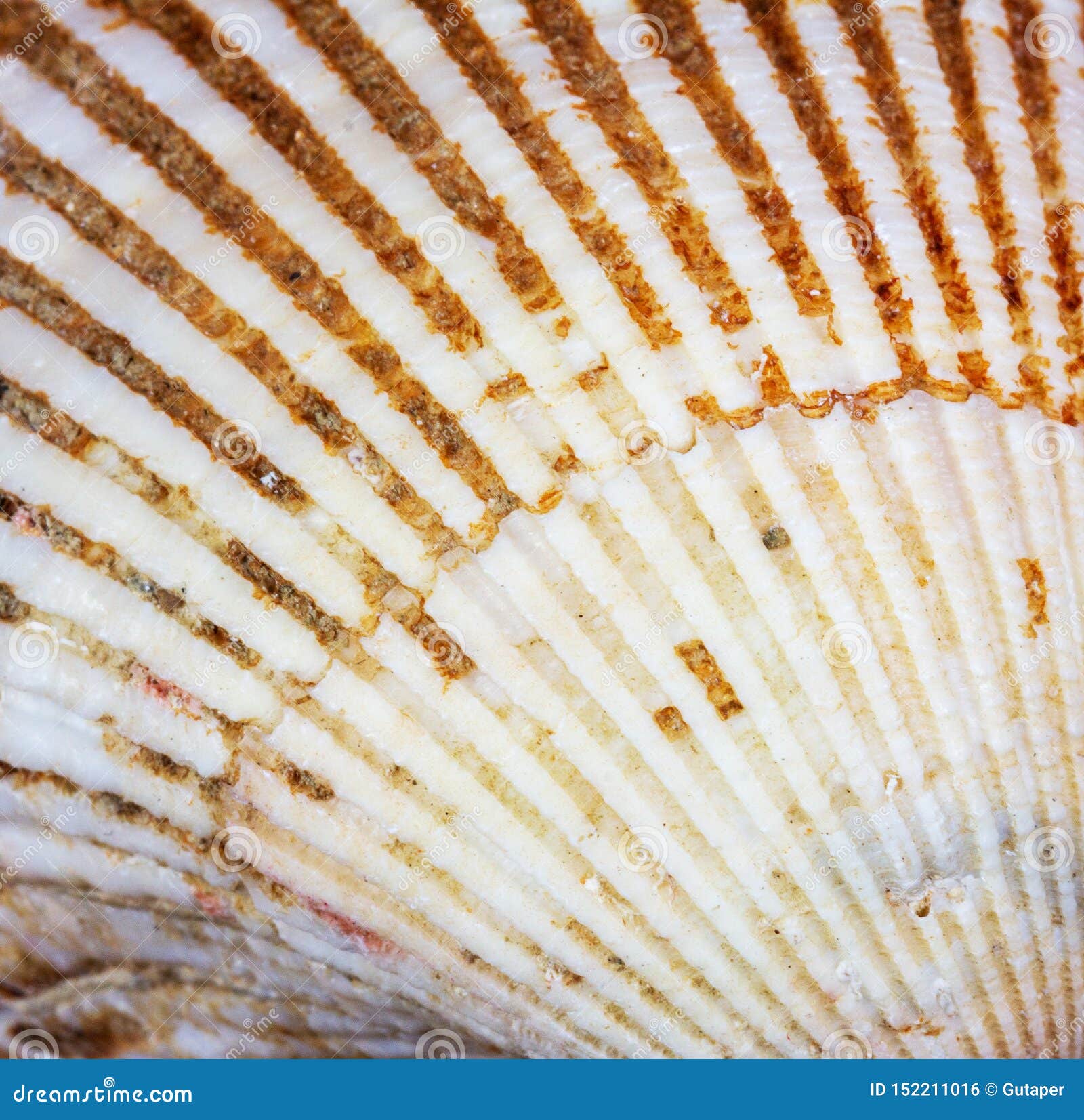 Texture Seashell Top View Close-up Stock Photo - Image of macro, shell ...