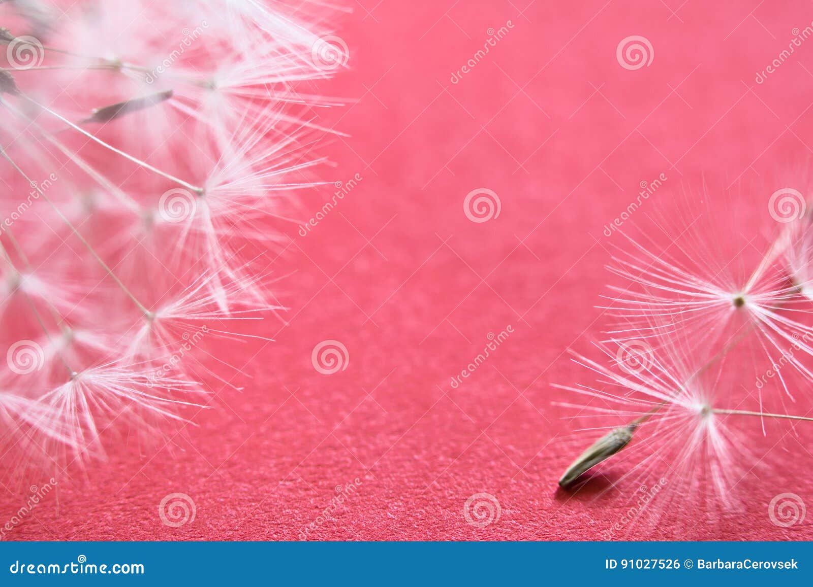 Macro Texture Soft Pistil of Dandelion on Red Background Stock Photo ...