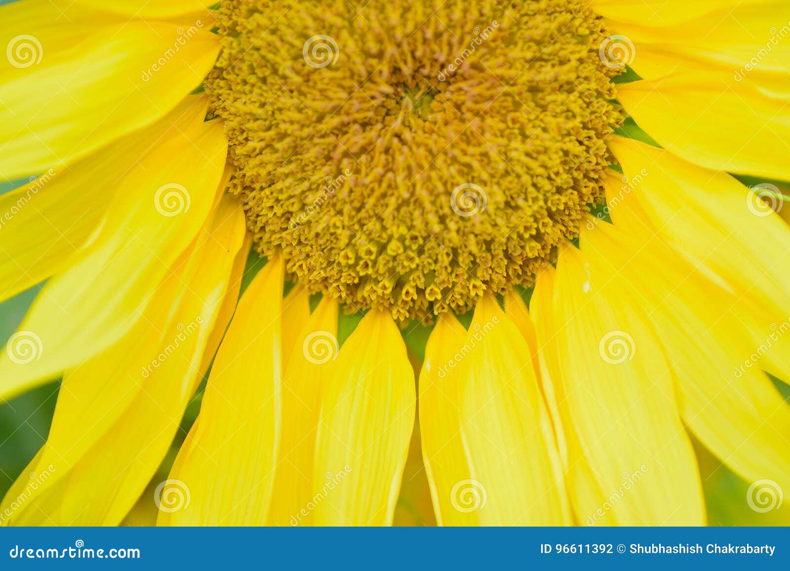Macro Texture of Sunflower Details in Summer Stock Photo - Image of ...