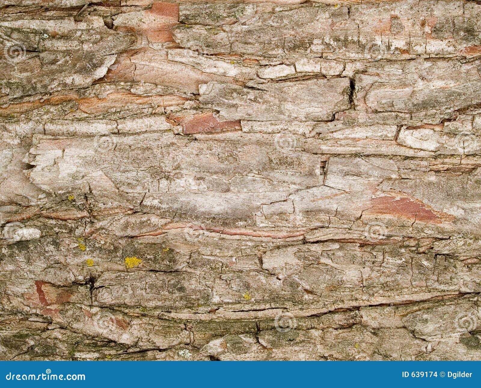Macro Texture - Trees - Bark Stock Photo - Image of abstract, styles ...