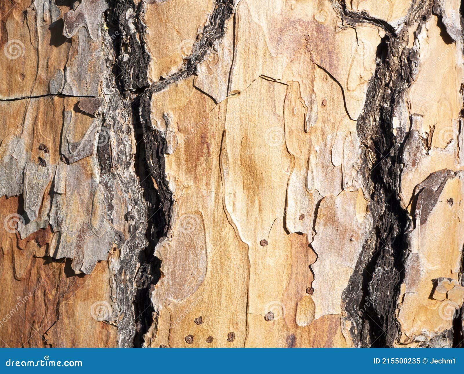 Macro Texture of a Very Old Pine Tree Trunk Stock Image - Image of ...