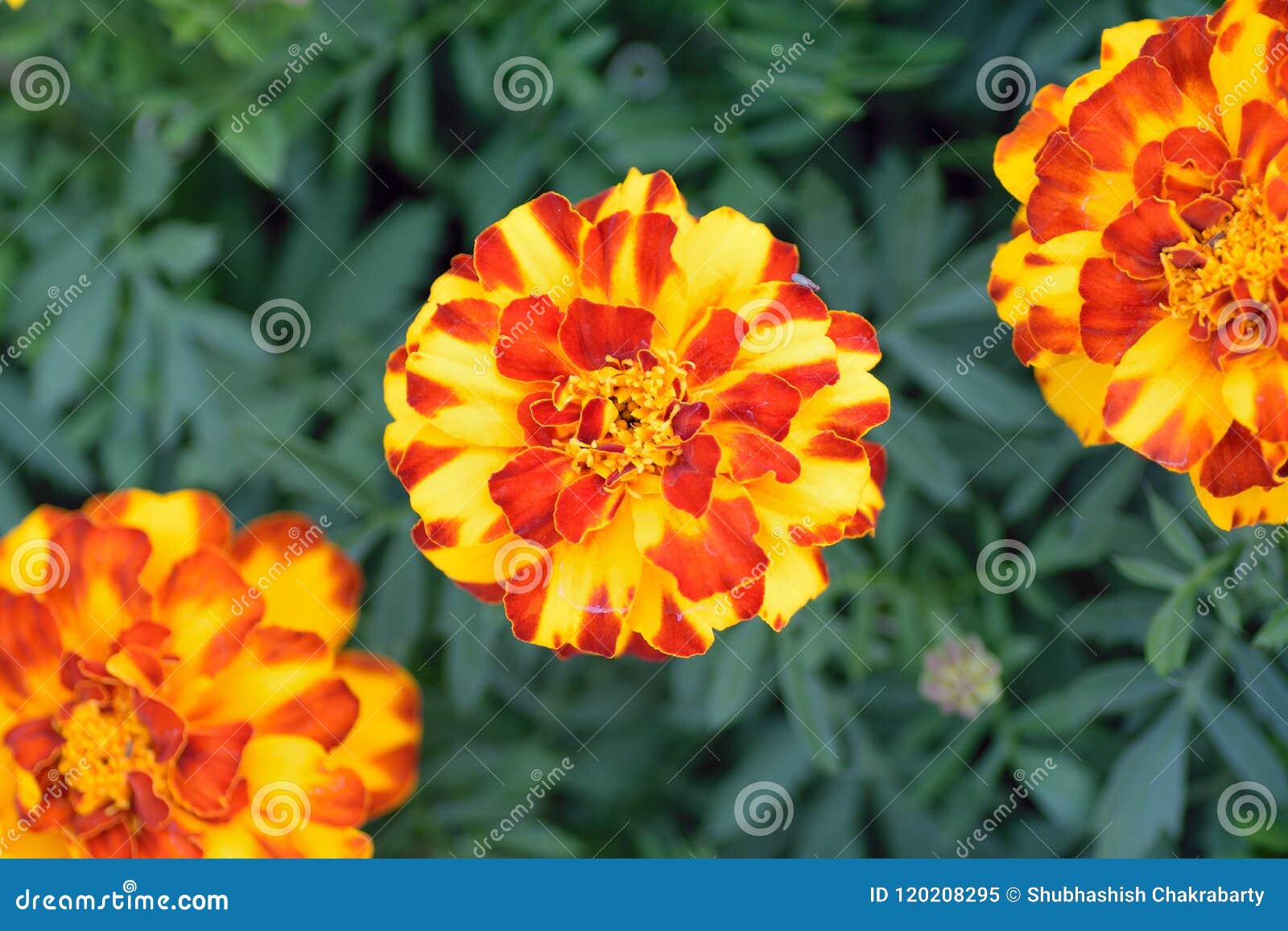 Macro Texture of Vibrant Indian Marigold Flowers Stock Image - Image of ...