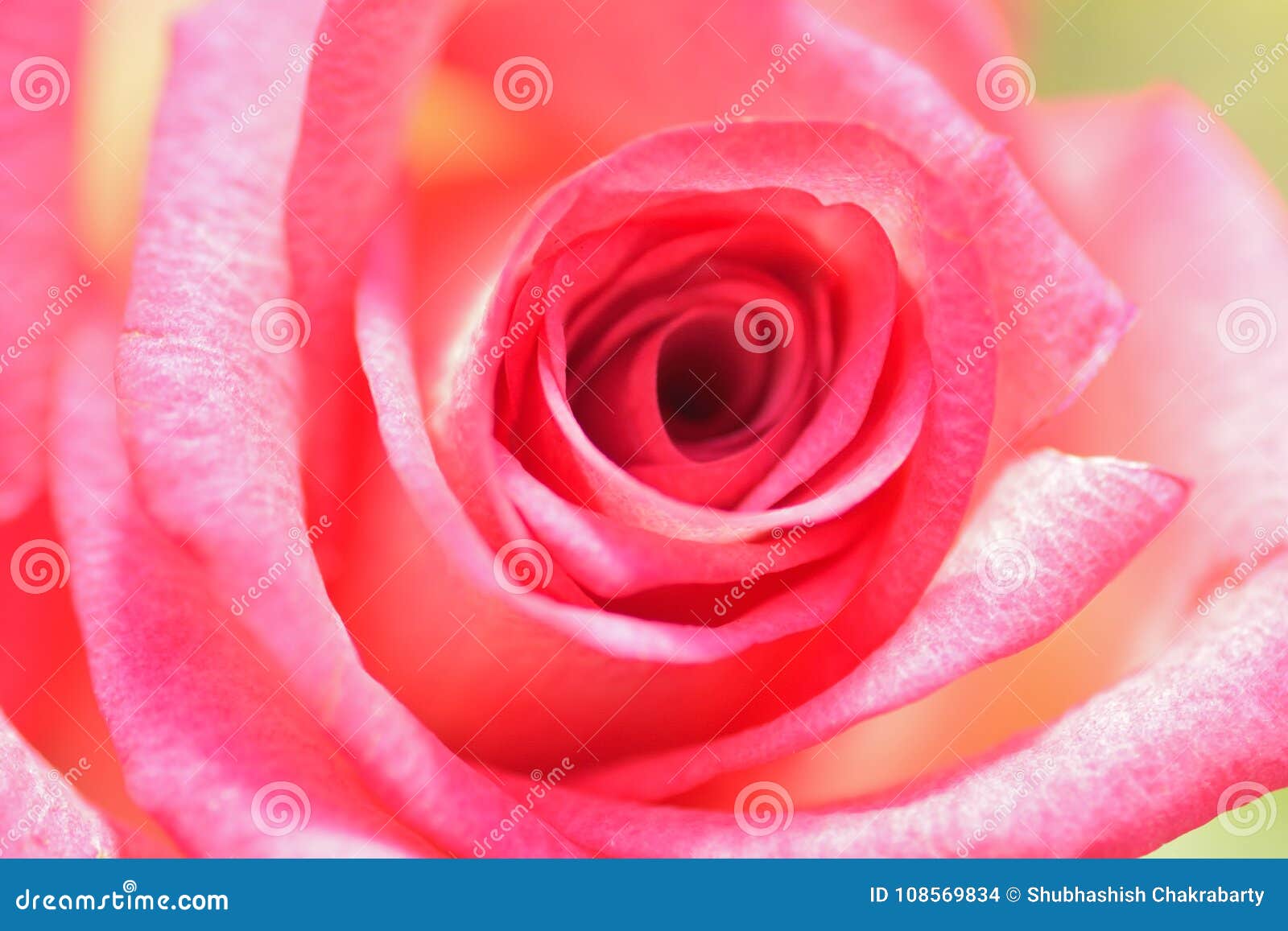 Macro Texture of Vibrant Pink Colored Rose Stock Photo - Image of ...
