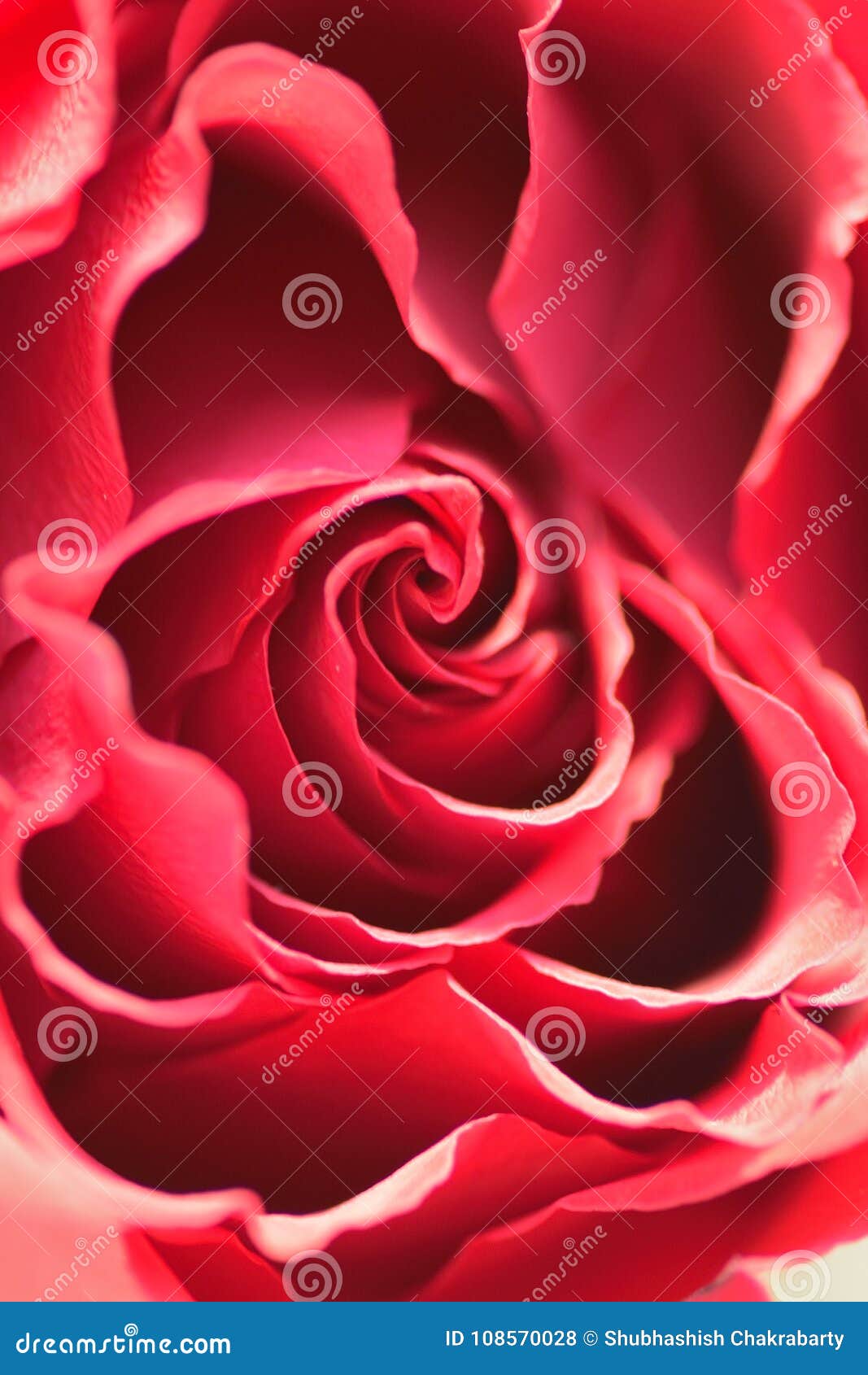 Macro Texture of Vibrant Red Colored Rose Stock Photo - Image of ...