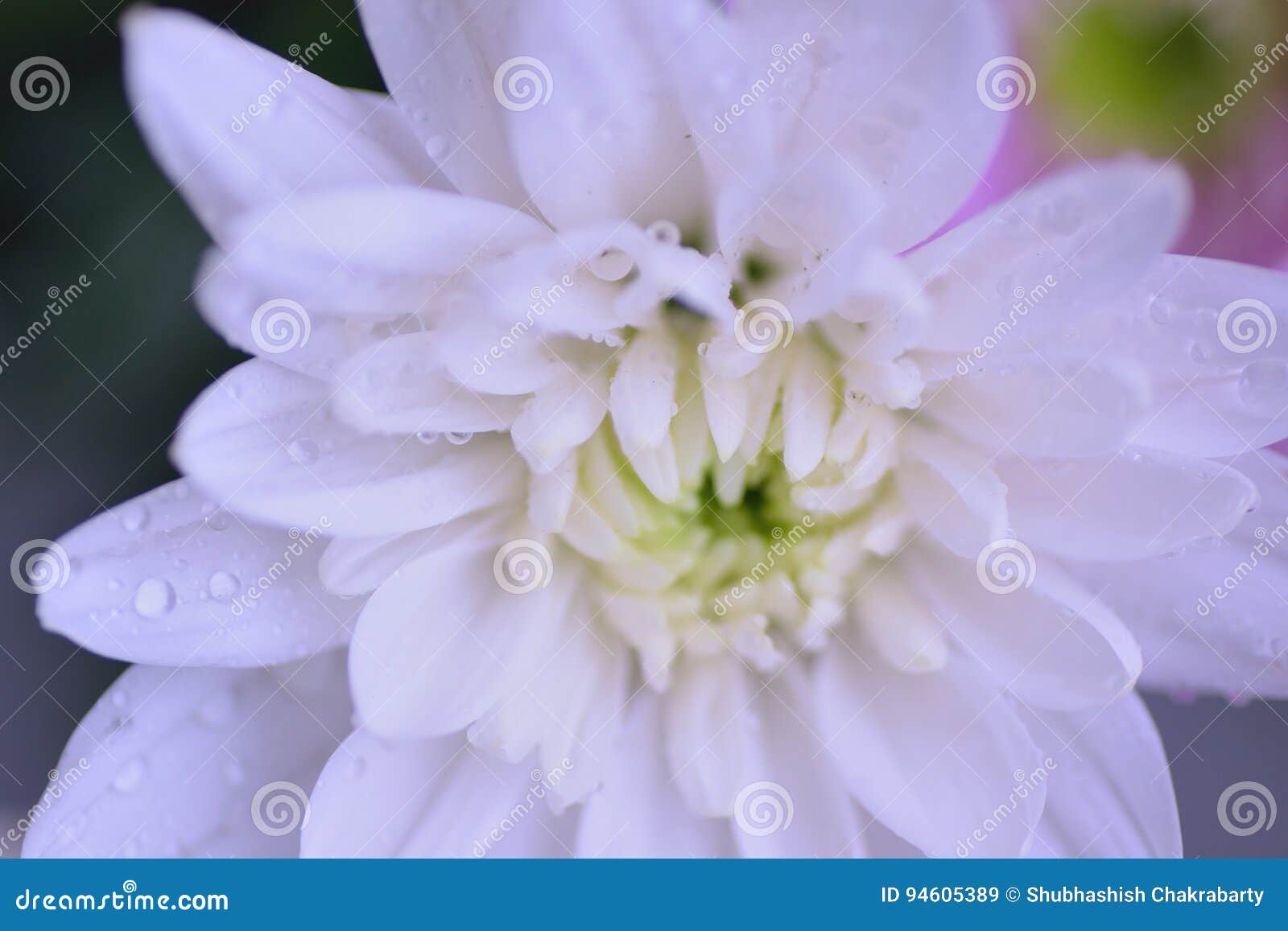 Macro Texture of White Dahlia Flower Petals with Water Droplets Stock ...