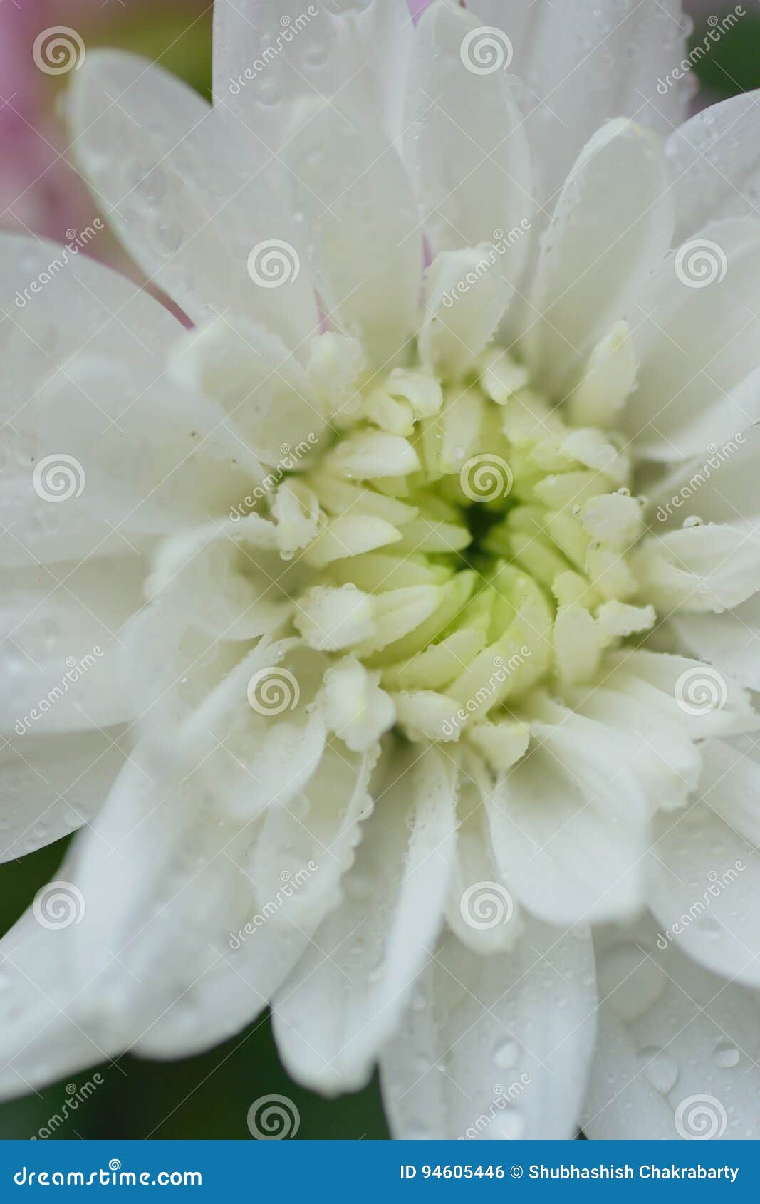 Macro Texture of White Dahlia Flower Petals with Water Droplets Stock ...
