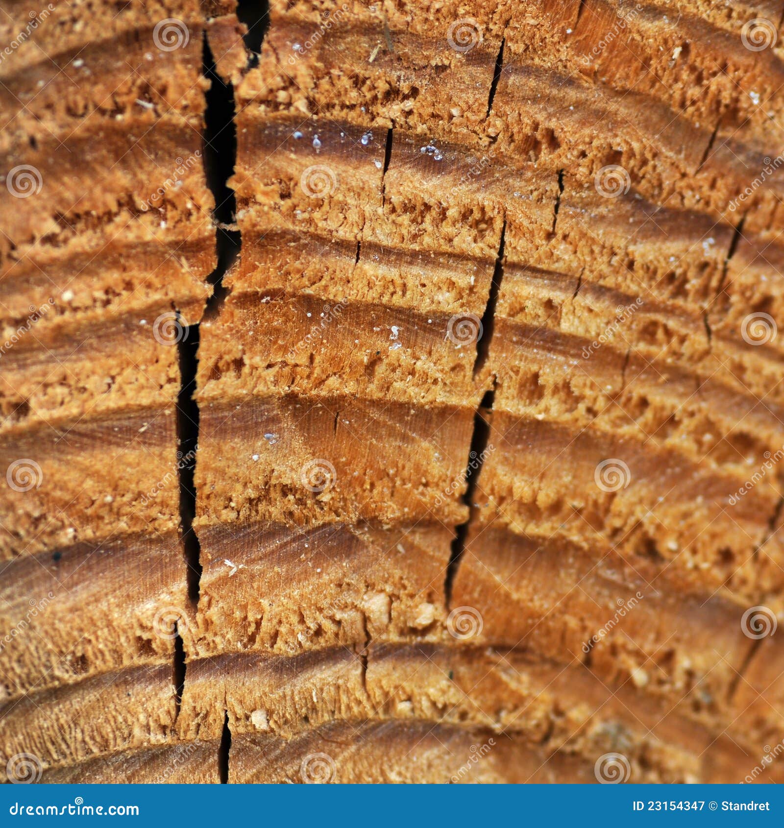 Macro texture wood stock image. Image of growth, timber - 23154347