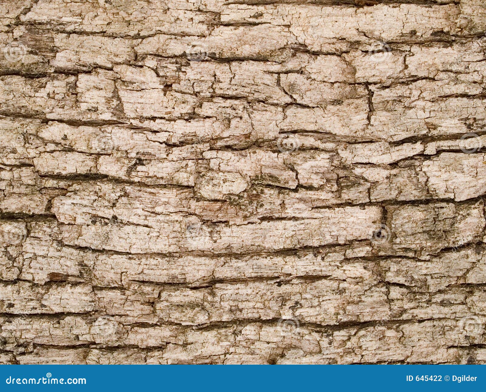 Macro Texture - Wood - Tree Bark Stock Photo - Image of layer, elements ...