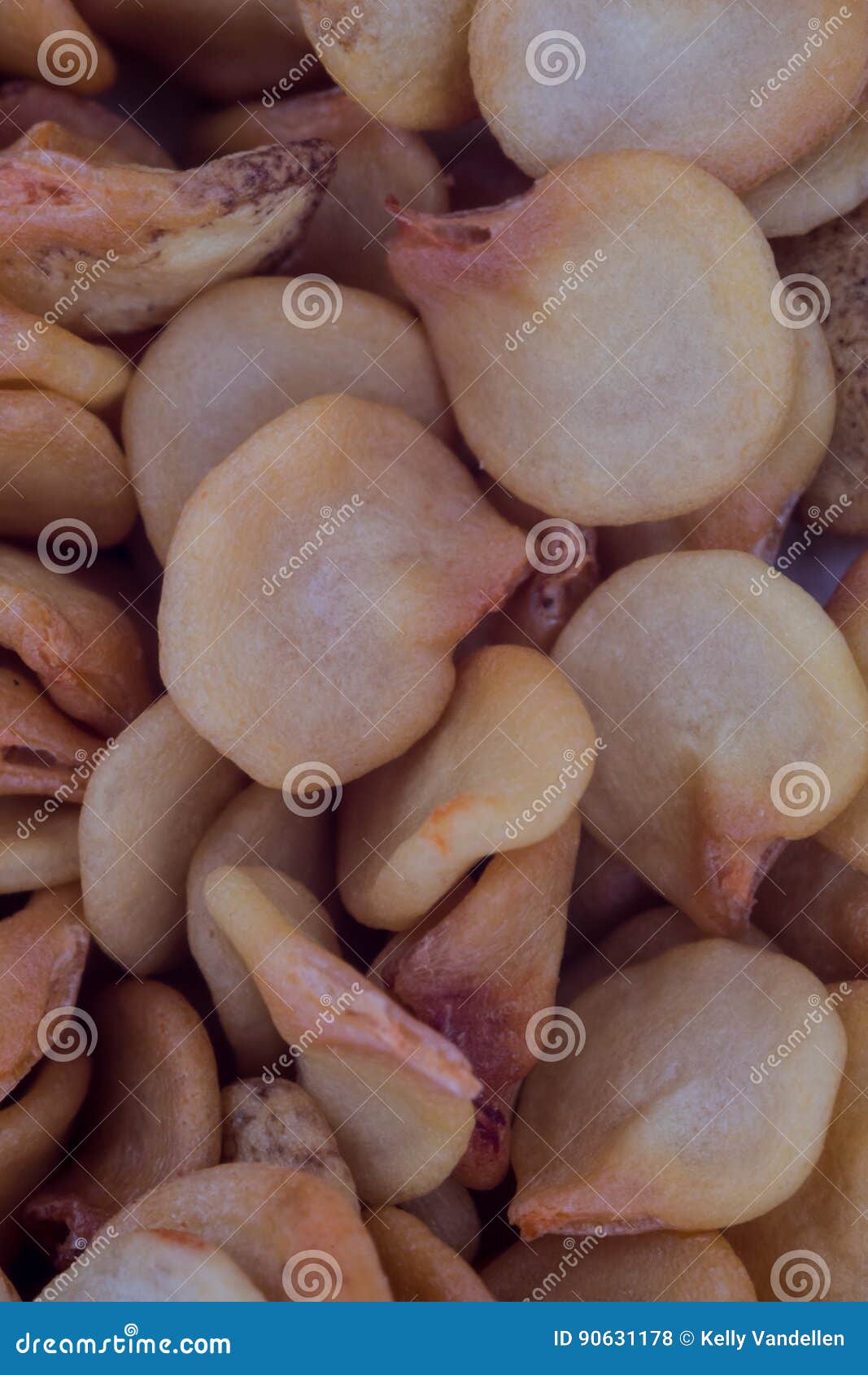 Macro of Thai Chili Seeds stock photo. Image of seasoning - 90631178
