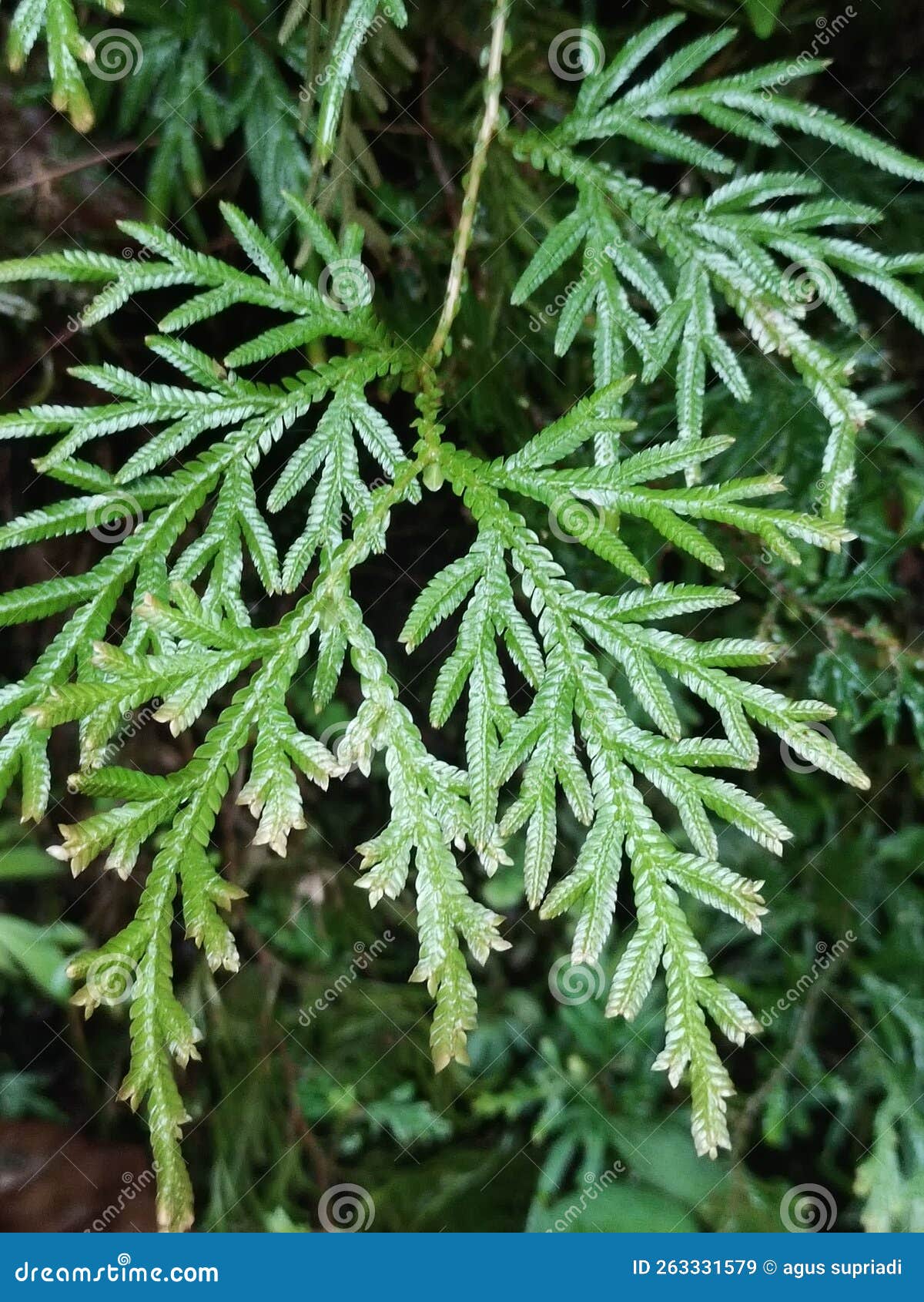 Macro three forest nature stock image. Image of forest - 263331579