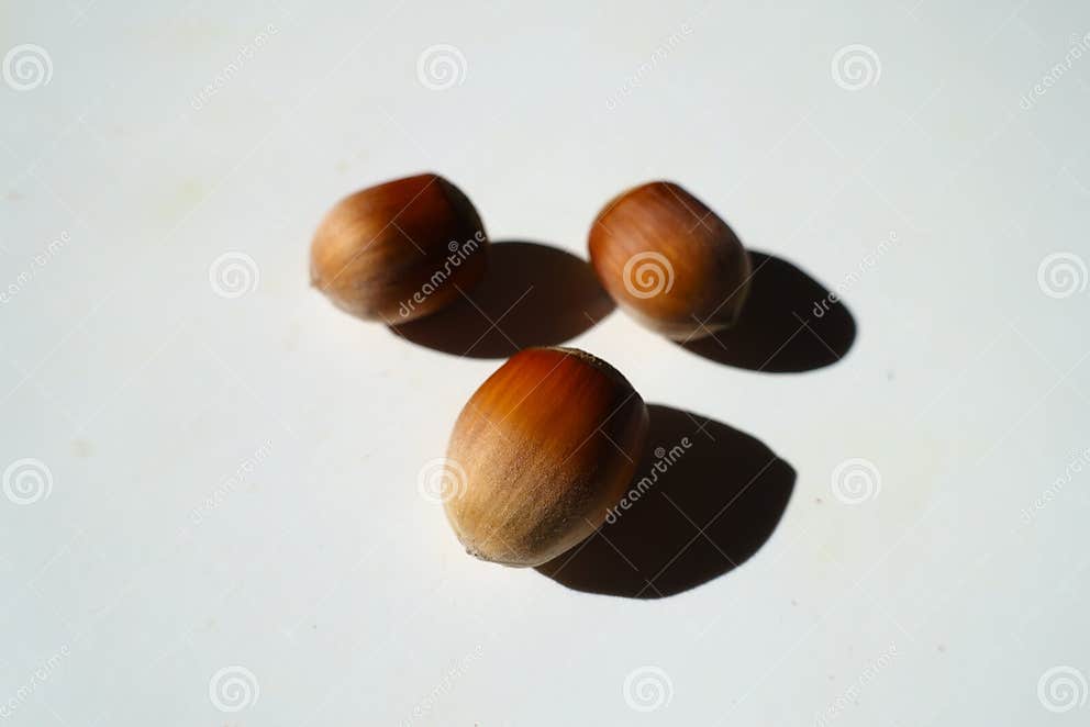 Macro of 3 Fully Ripe Unpeeled Hazelnuts Stock Photo - Image of lambert ...