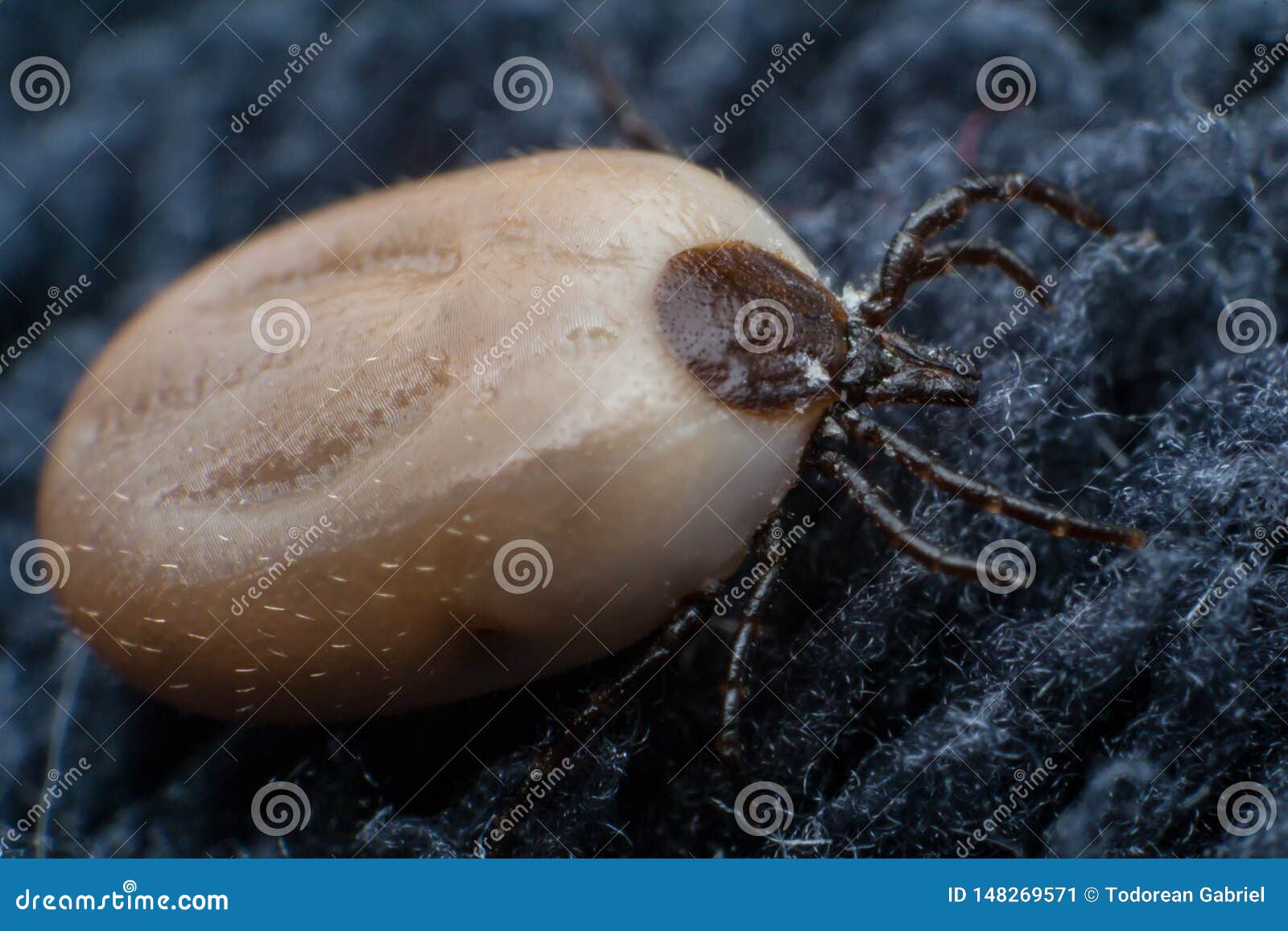 Macro Tick on Textile Surface Stock Image - Image of prevention ...