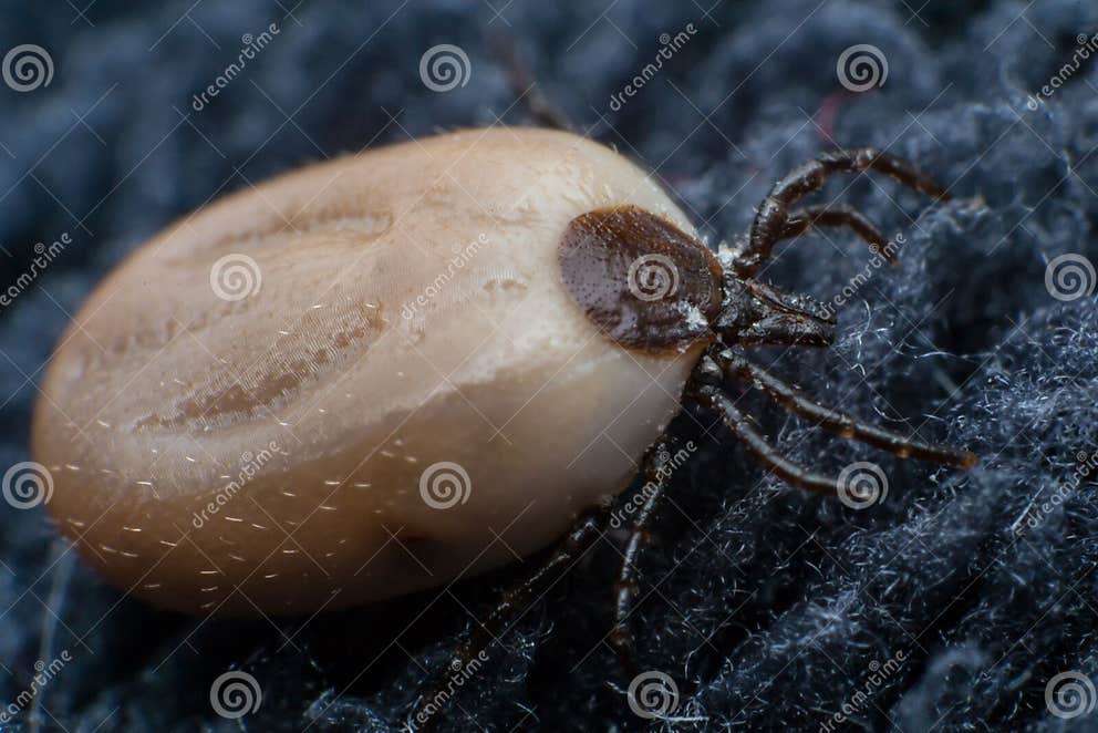 Macro Tick on Textile Surface Stock Image - Image of prevention ...
