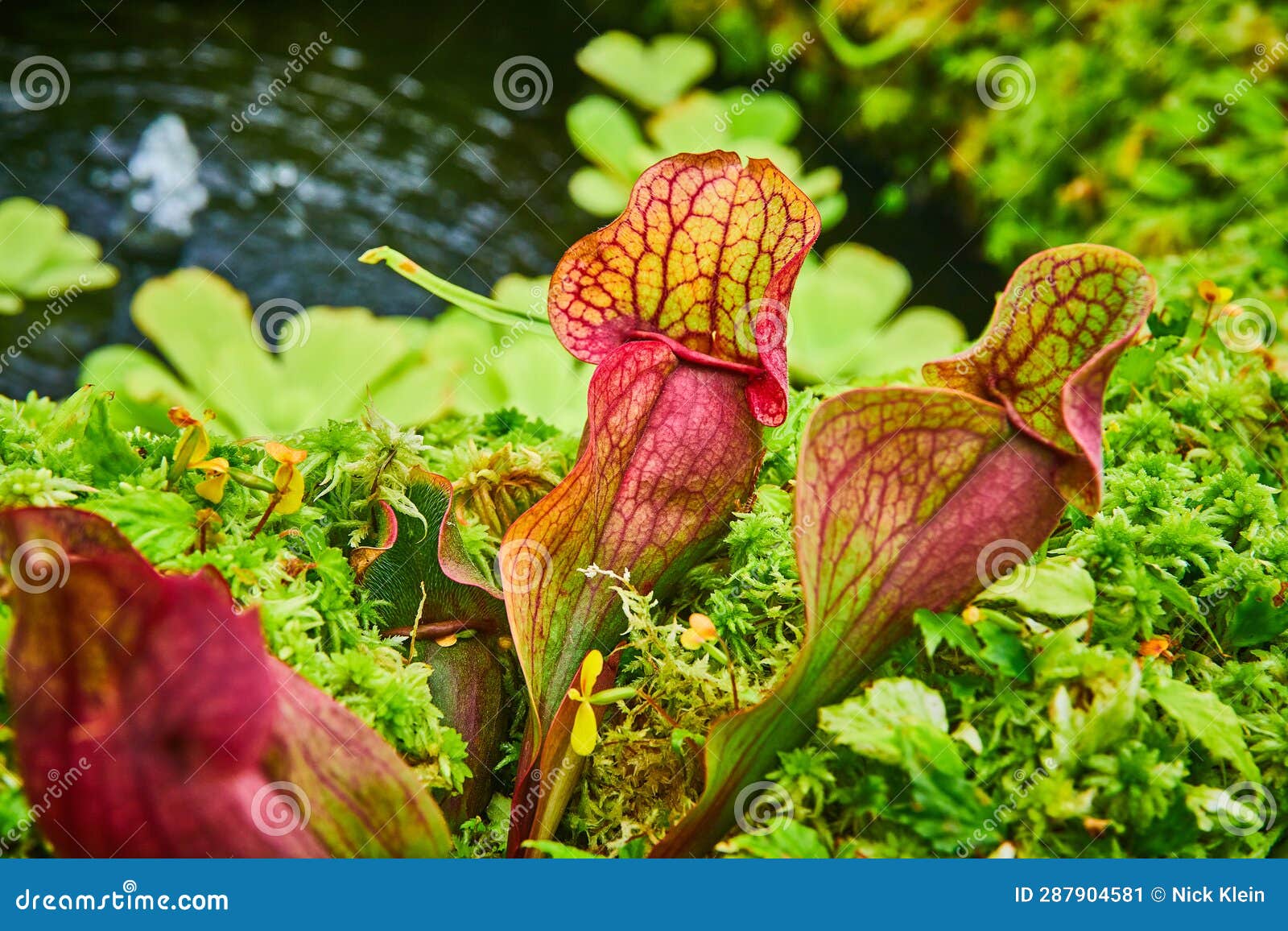 Macro Tiny Carnivorous Pitcher Plants Next To Small Pond and Growing in ...