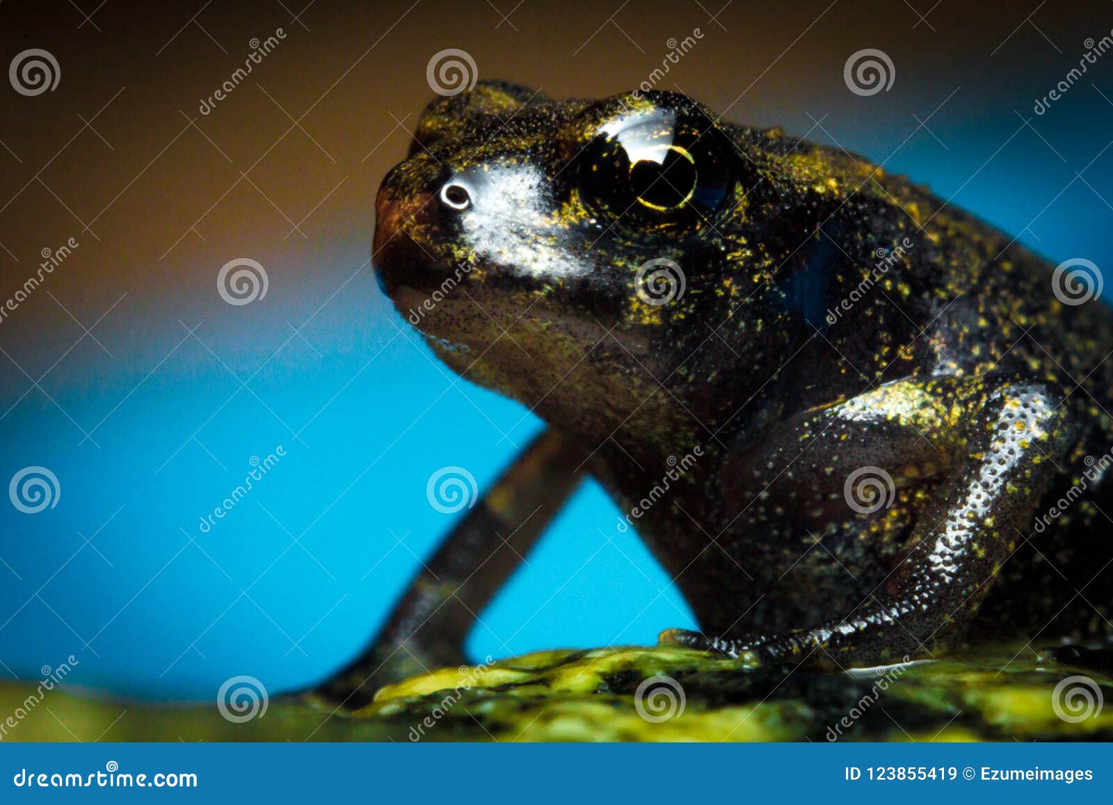Macro Tiny Frog stock image. Image of toad, tiniest - 123855419