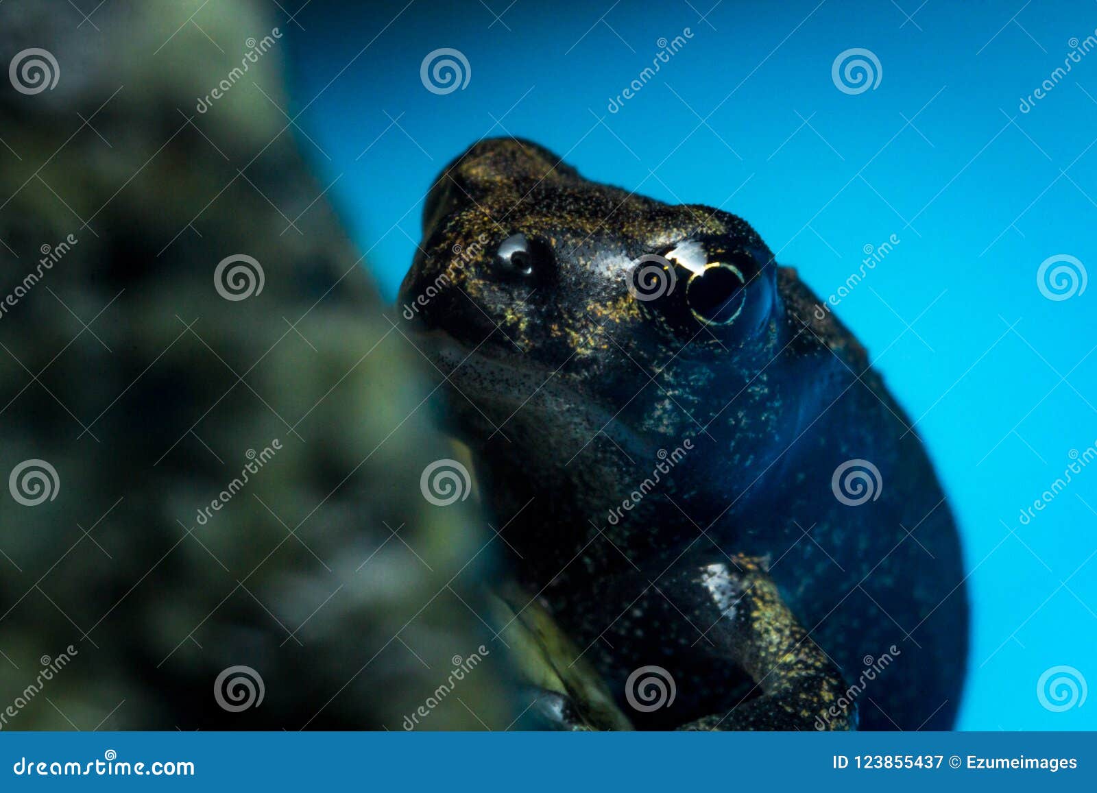 Macro Tiny Frog stock image. Image of spring, extreme - 123855437