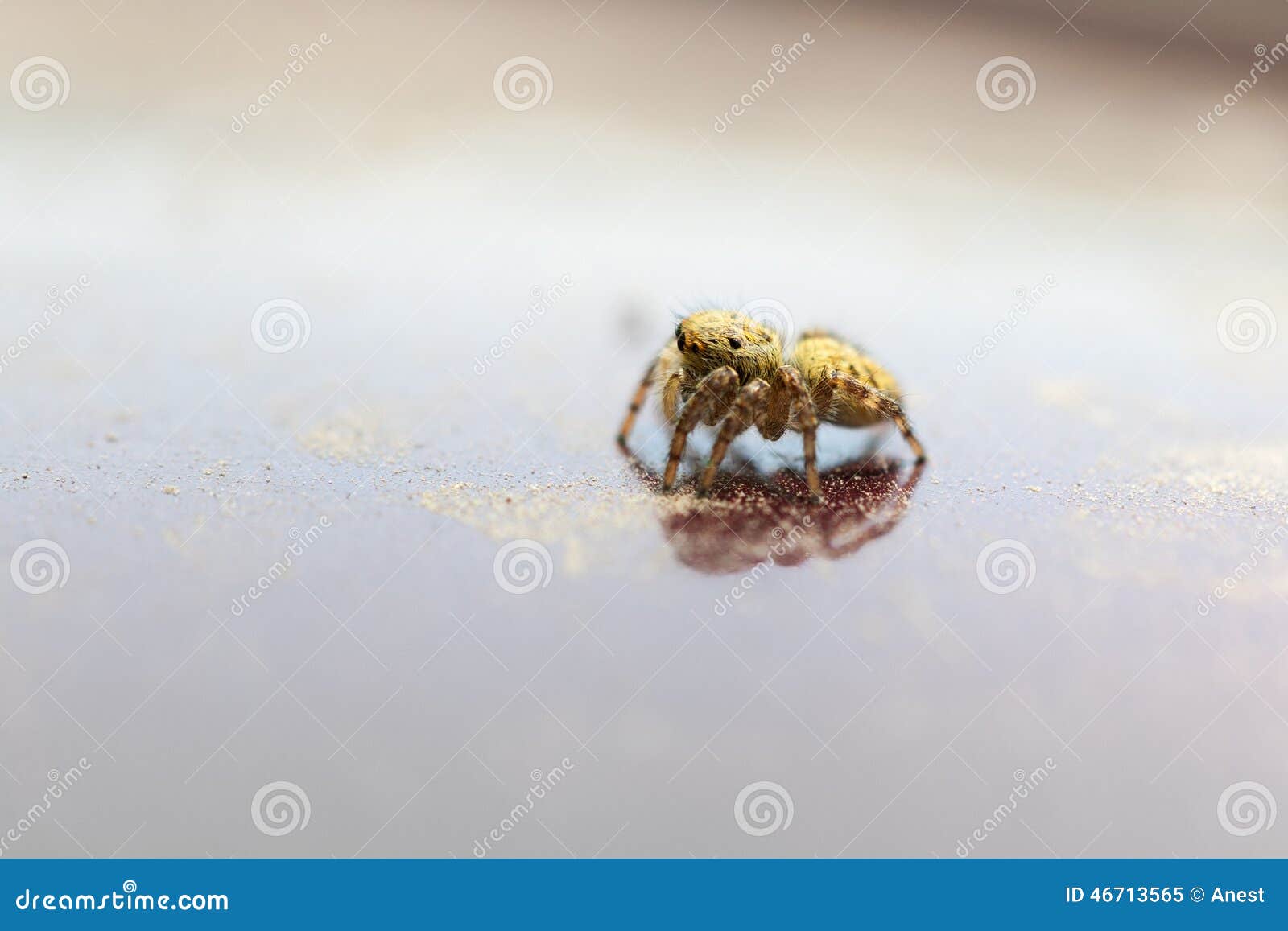Macro of Tiny Jumping Spider Stock Image - Image of hairy, animal: 46713565