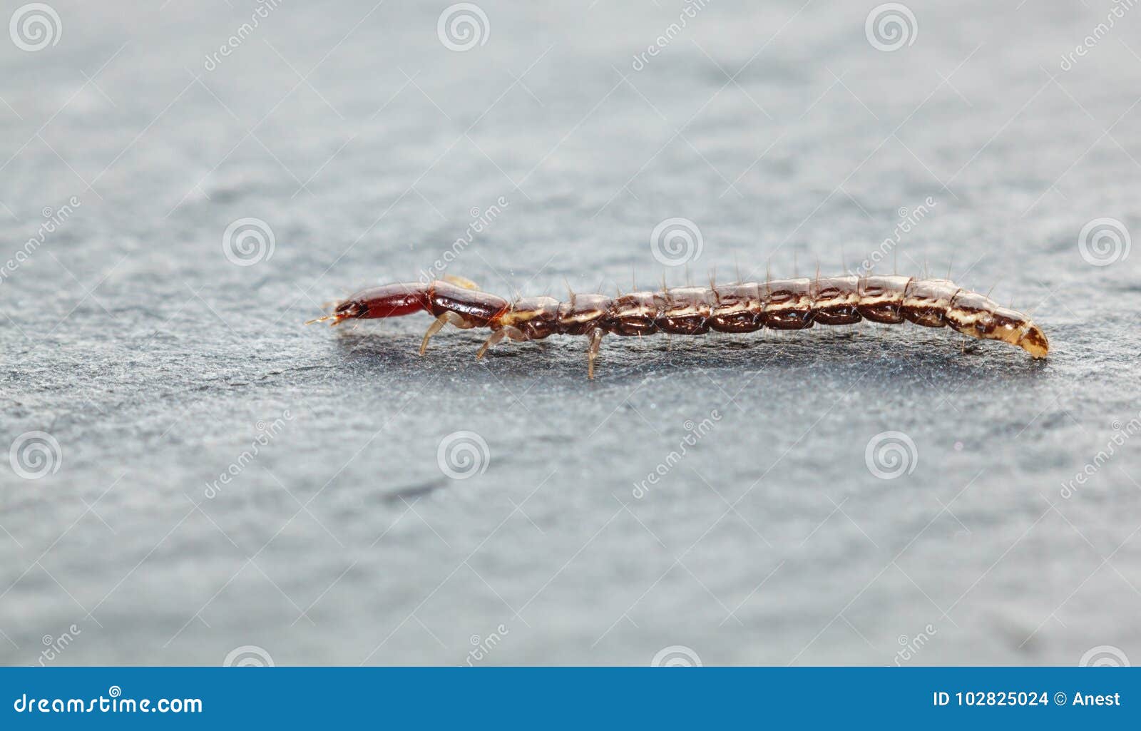 Rove beetle stock photo. Image of macro, staphylinidae - 102825024