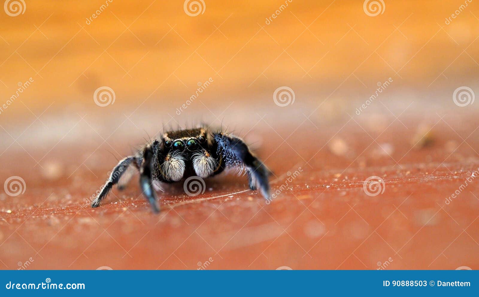 Macro of a Tiny Spider stock image. Image of spider, macro - 90888503