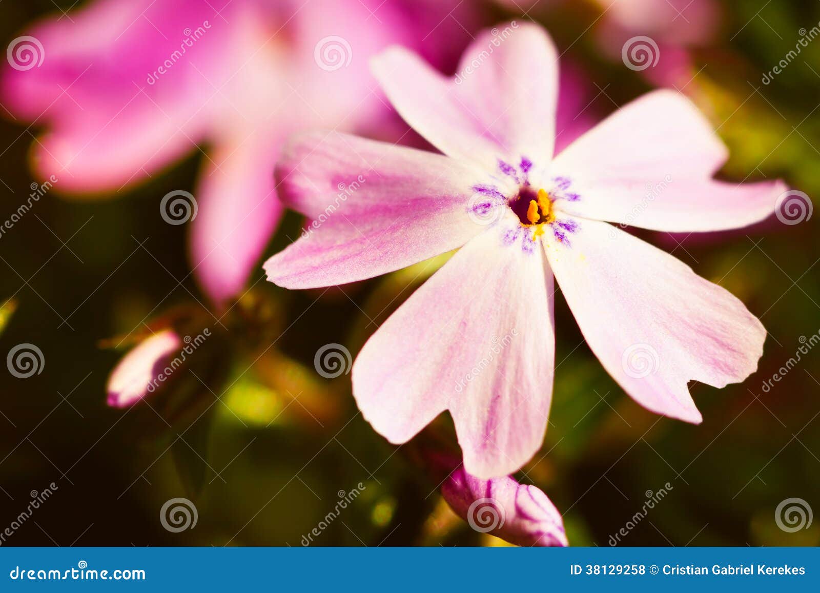Macro Tir De Petites Petites Fleurs Roses Photo stock - Image du fleurs ...