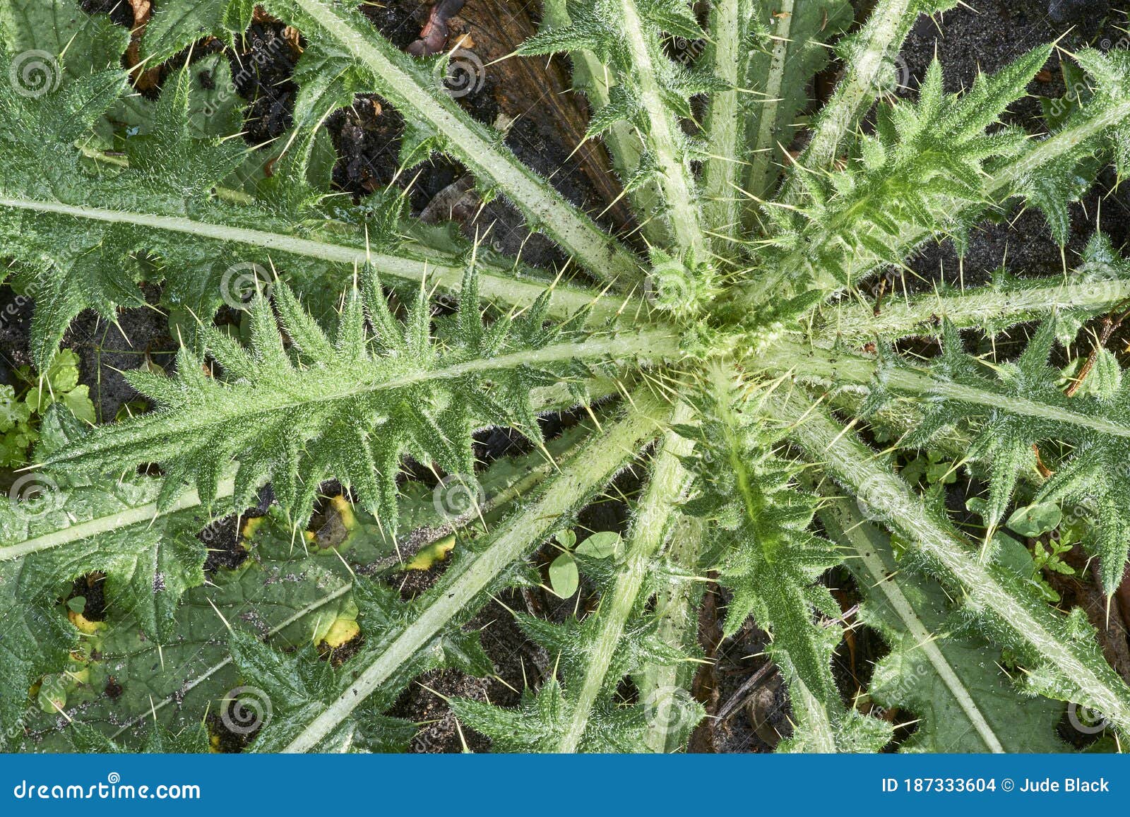 Macro Top-View of Common Thistle Stock Photo - Image of background ...