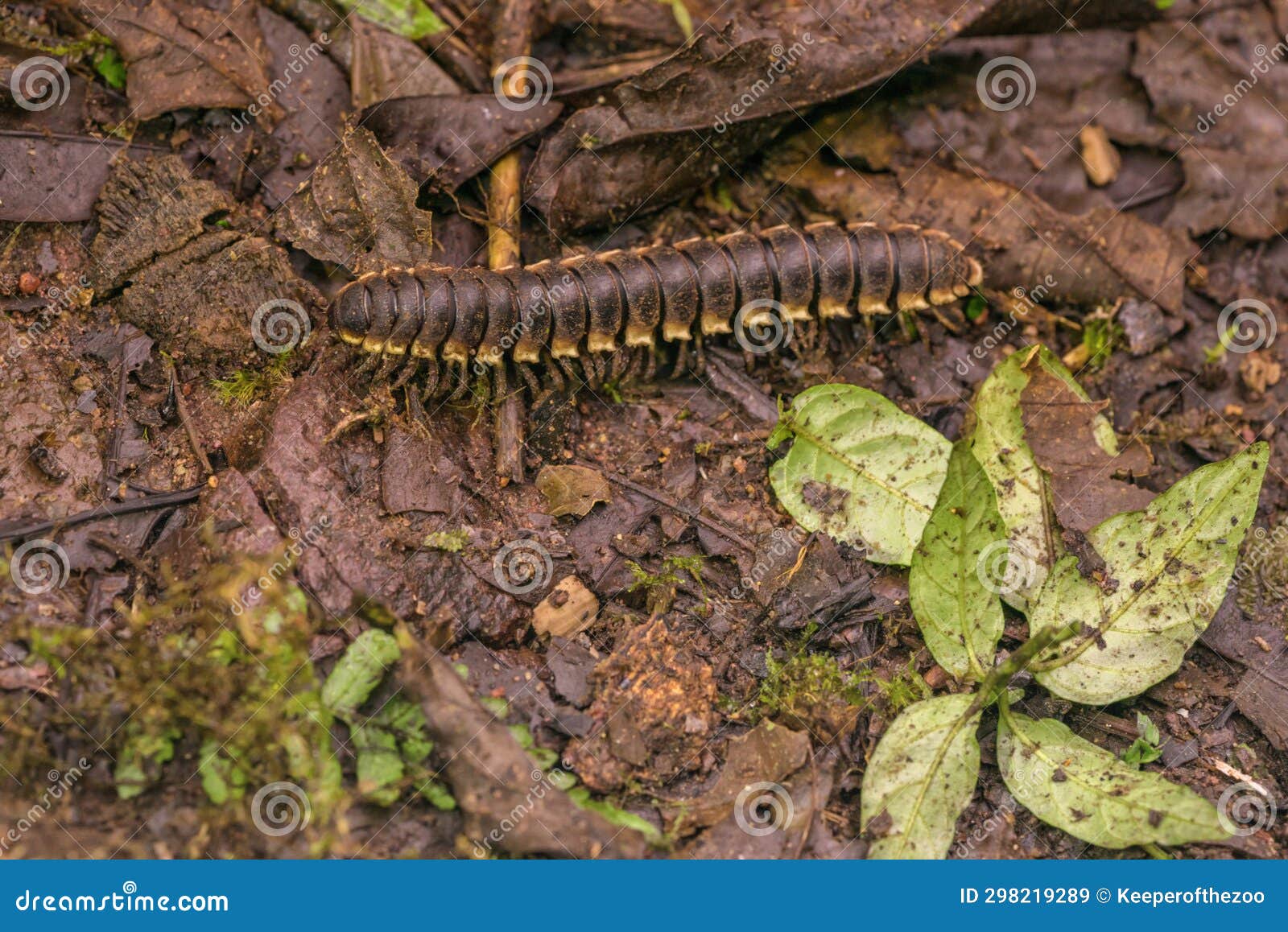 Tractor Millipede on the Forest Floor Stock Image - Image of forest ...