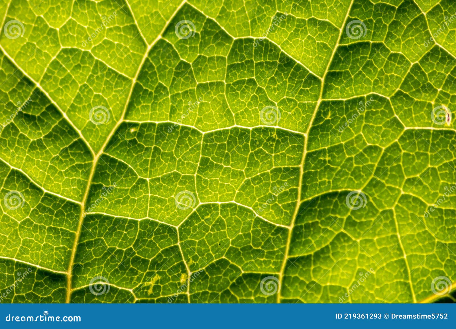 Macro of a Translucent Green Leaf with Leaf Structures and Detailed ...
