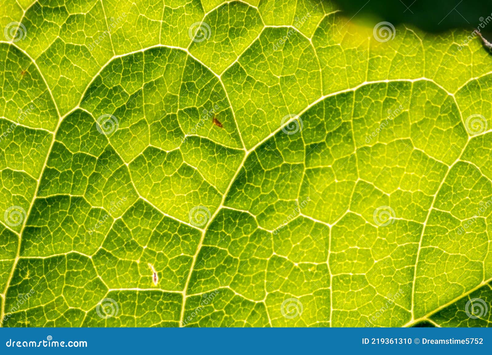 Macro of a Translucent Green Leaf with Leaf Structures and Detailed ...