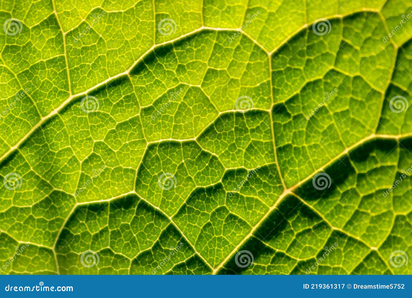 Macro of a Translucent Green Leaf with Leaf Structures and Detailed ...