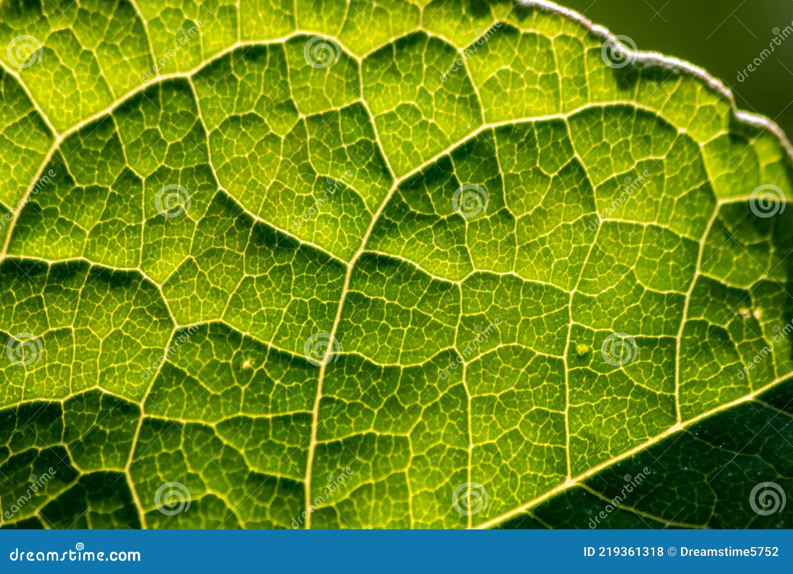 Macro of a Translucent Green Leaf with Leaf Structures and Detailed ...