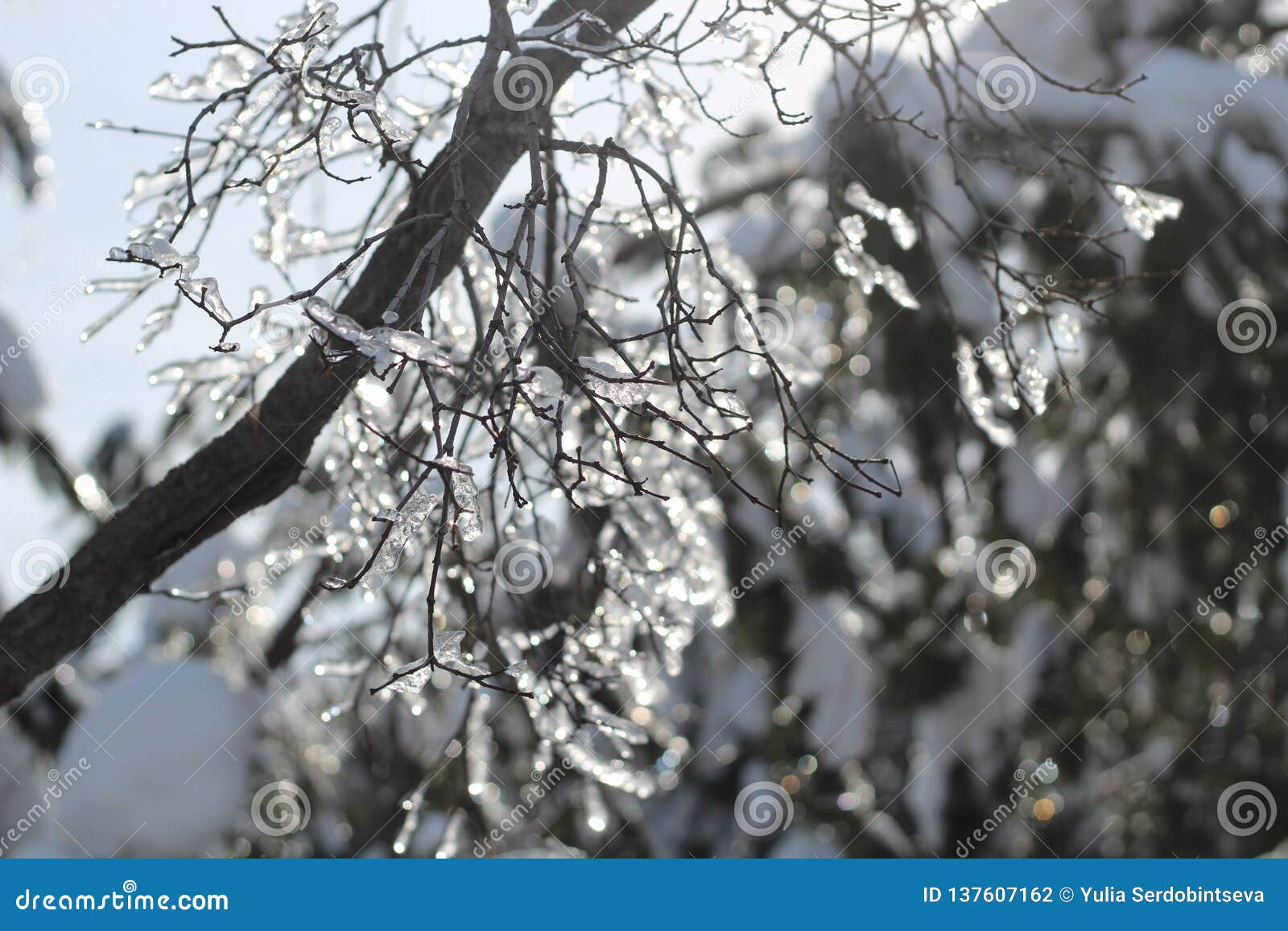 Transparent Ice with Bubbles on Frozen Tree Branches Stock Photo ...
