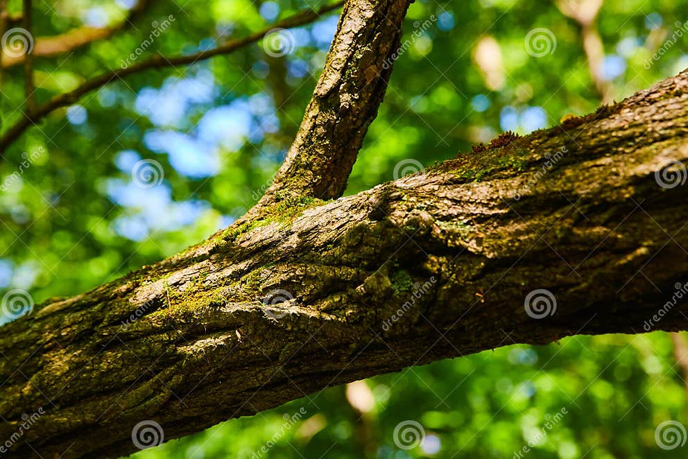 Macro of Tree Branch with Light Moss and Green Background Stock Image ...