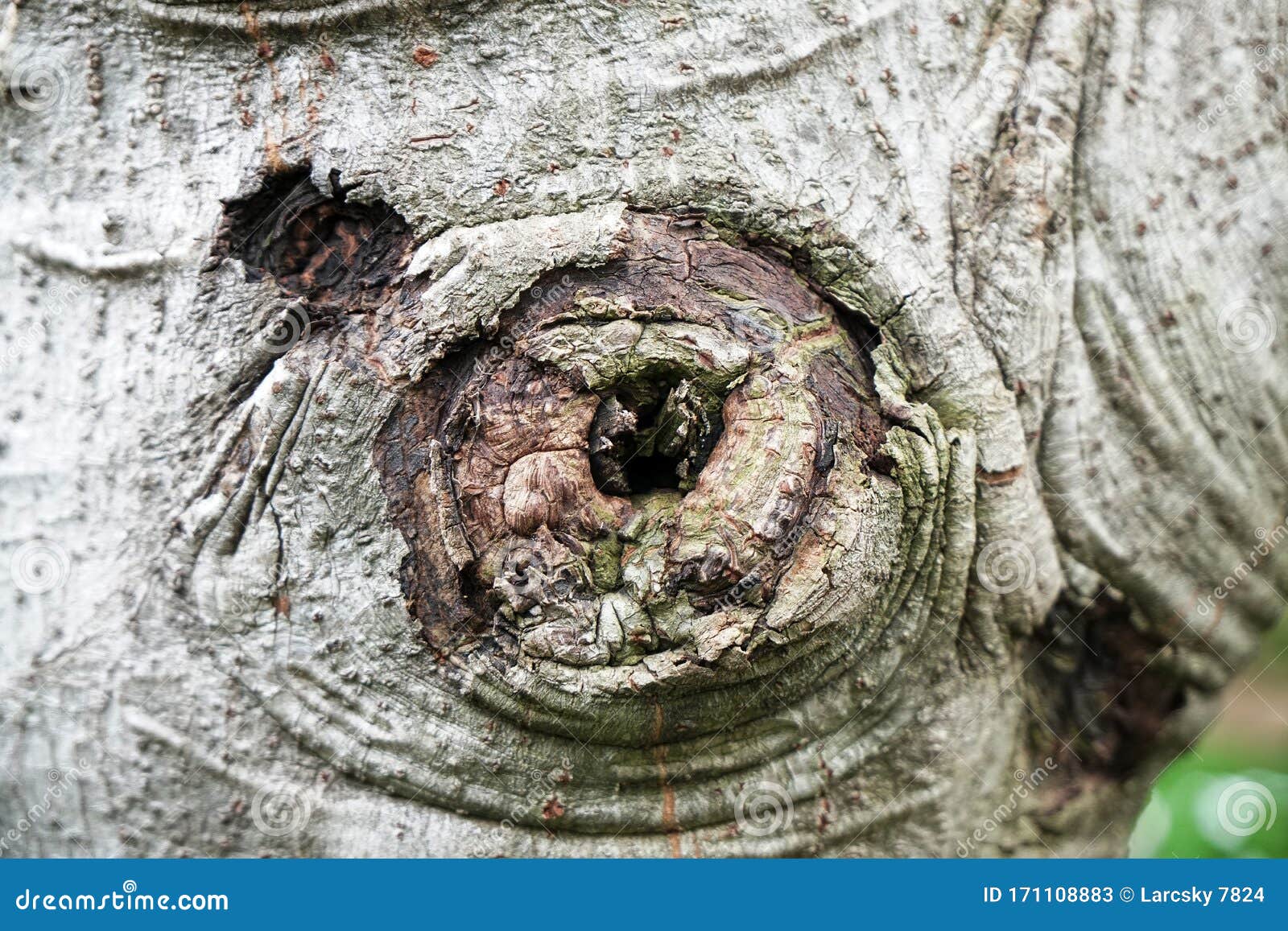 Macro Tree Eye or the Stem Joints on the Tree - Gray Color Nature ...