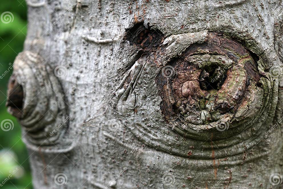 Macro Tree Eye or the Stem Joints on the Tree - Gray Color Nature ...