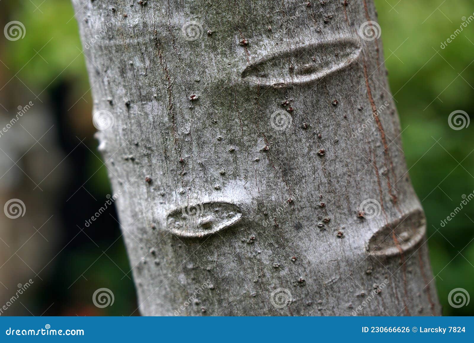 Macro Tree Eye or the Stem Joints on the Tree - Gray Color Nature ...