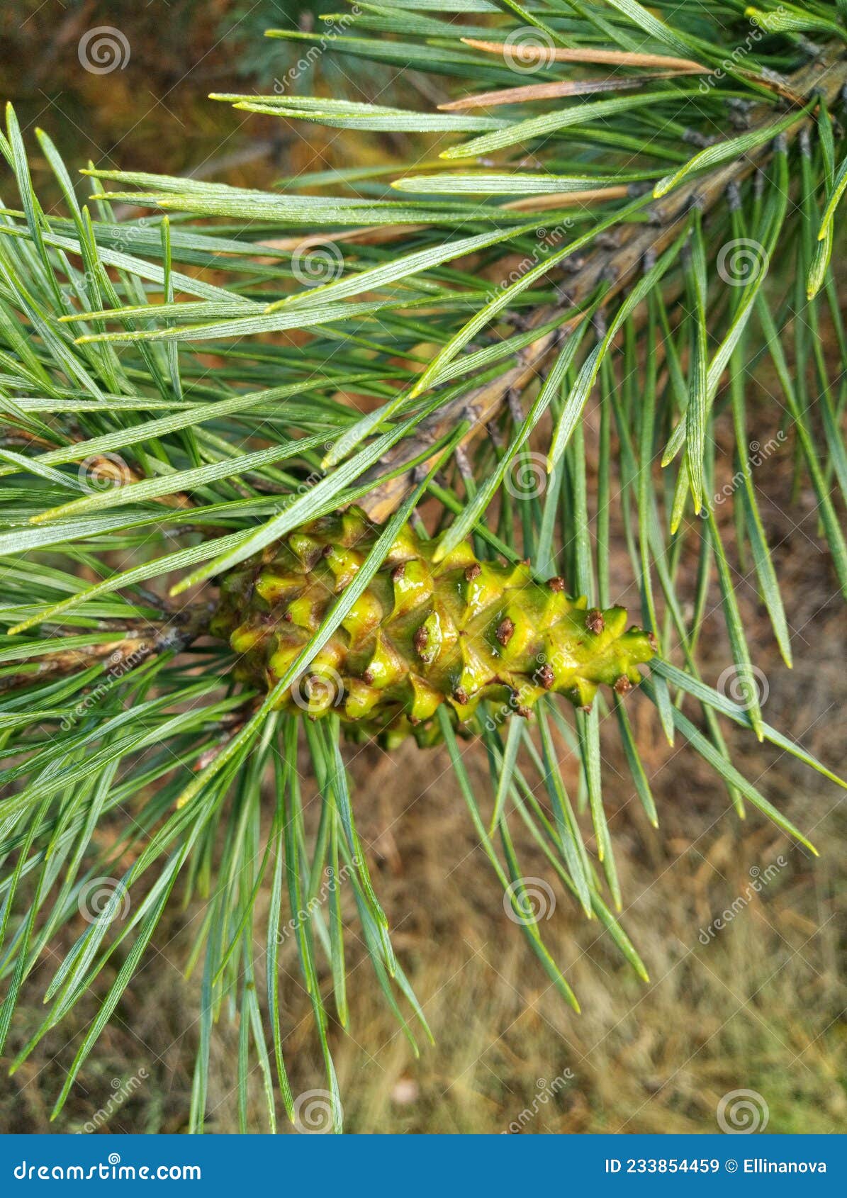 Macro tree in the forest stock image. Image of macro - 233854459