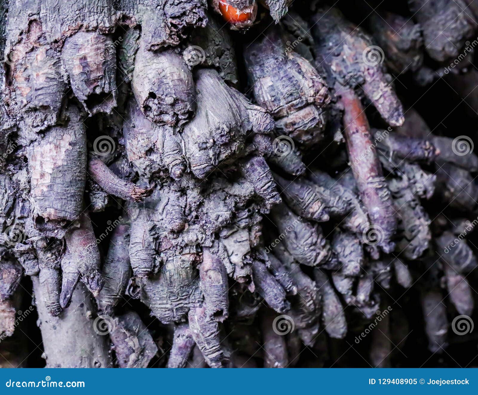 Macro the Tree Roots of a Large Tree Stock Image - Image of large ...