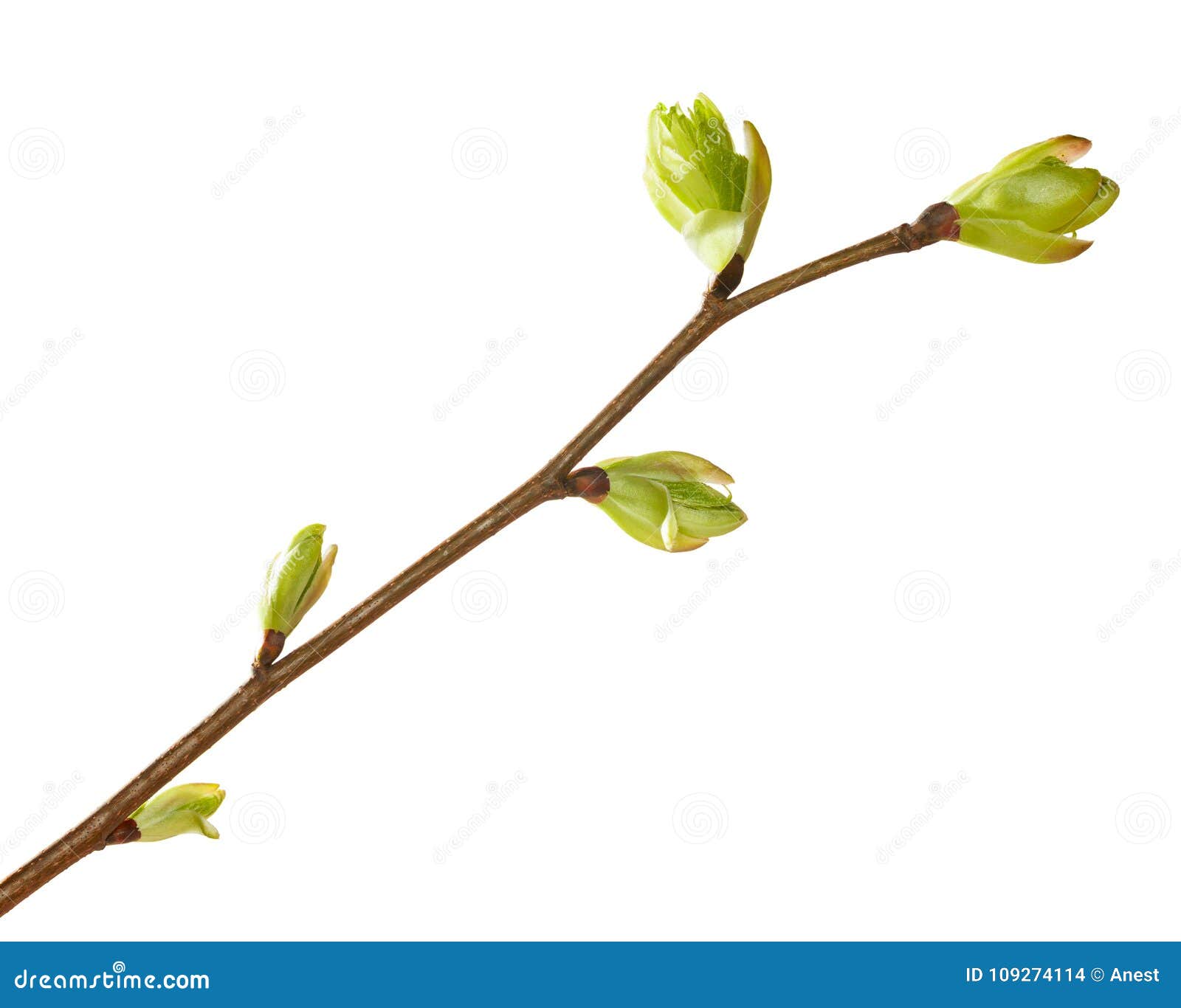 Unfolded buds on tree twig stock photo. Image of growth - 109274114