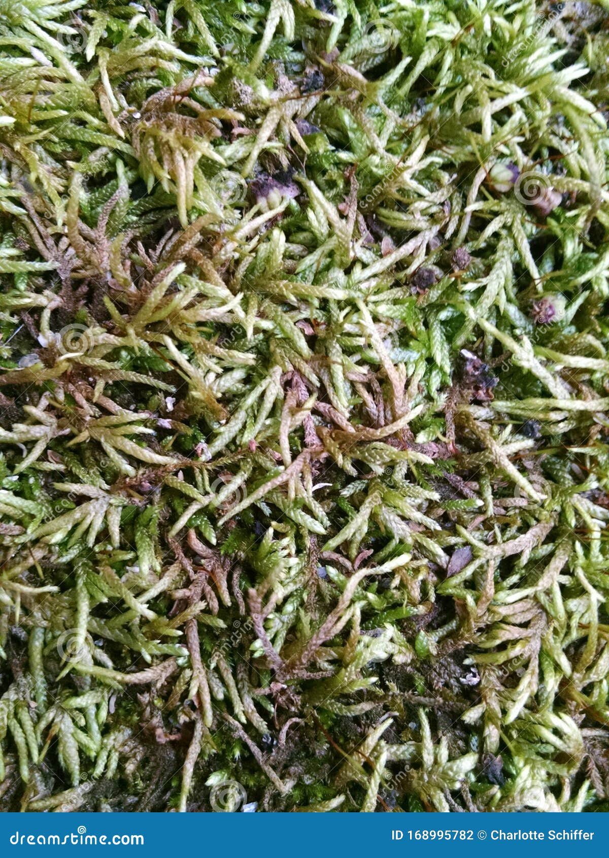 Tangled braided moss stock photo. Image of moss, bryopsida - 168995782