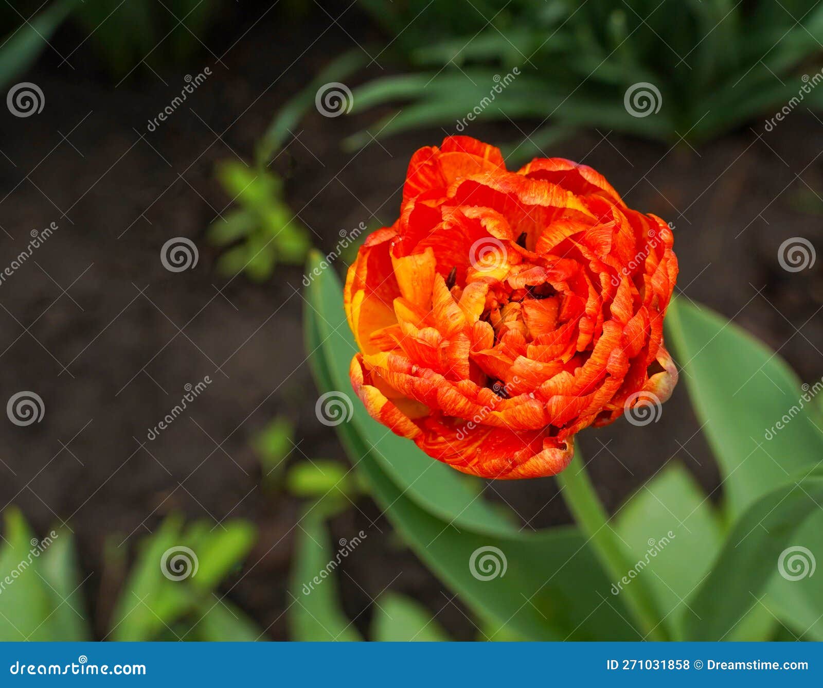 Macro of a Tulip Shot from Above Stock Photo - Image of blossom, center ...