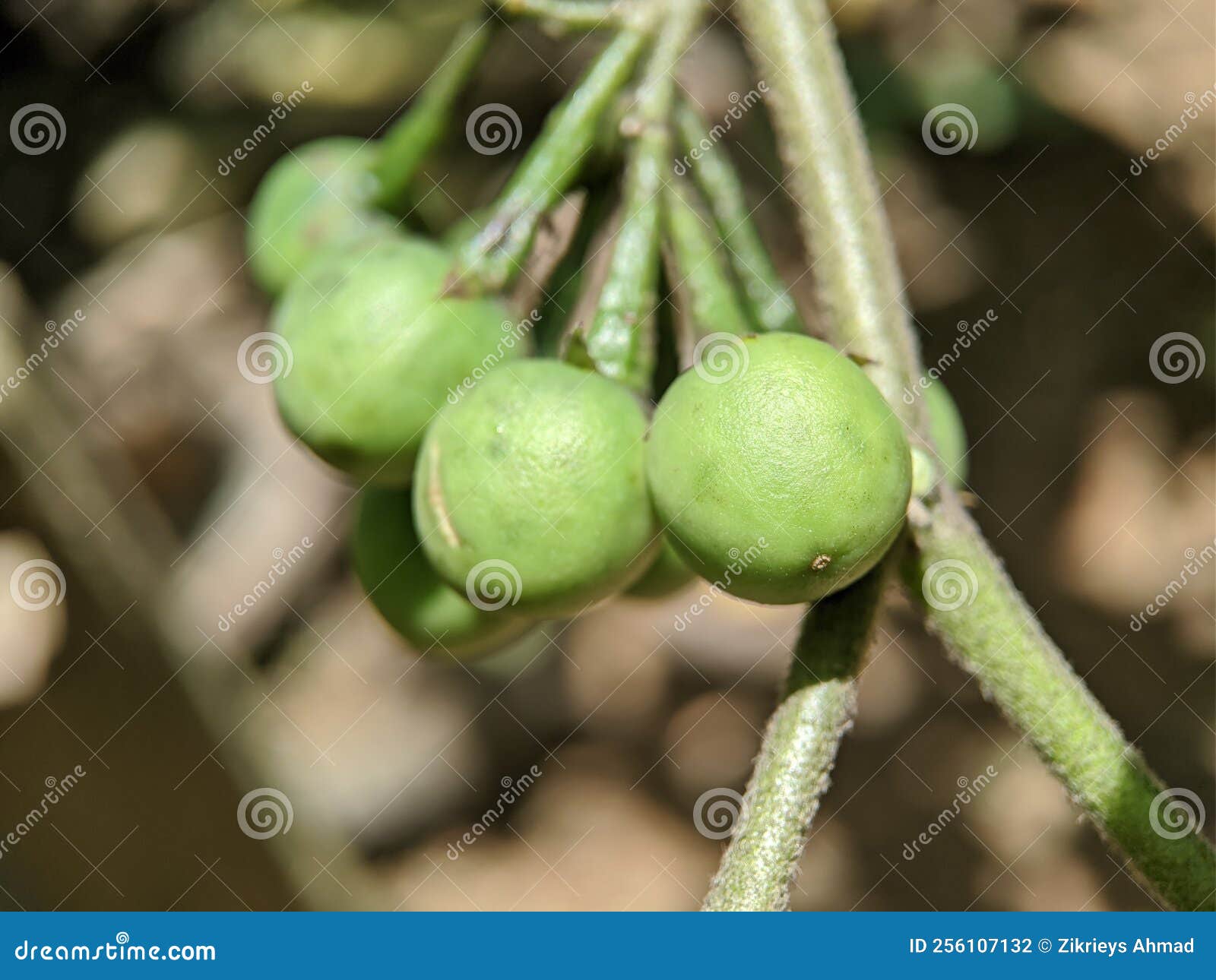 Macro of Turkey Berry Plant Stock Photo - Image of herb, blossom: 256107132