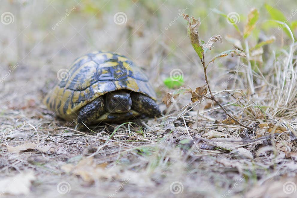 Turtle Walking on a Forest Path Stock Image - Image of background ...