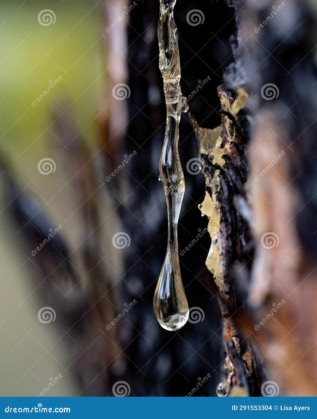 Macro of Twisting Amber Drop of Pine Tree Sap Stock Photo - Image of amber, abstract: 291553304