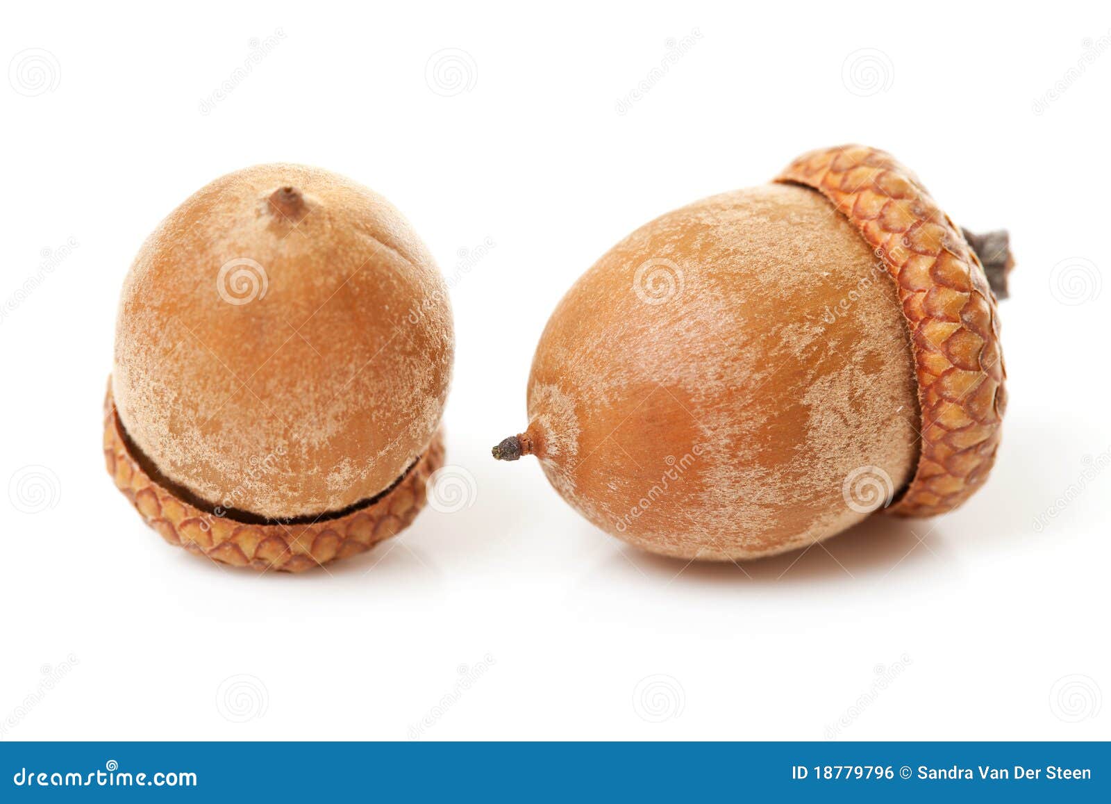 Macro of two acorns stock photo. Image of isolated, fall - 18779796